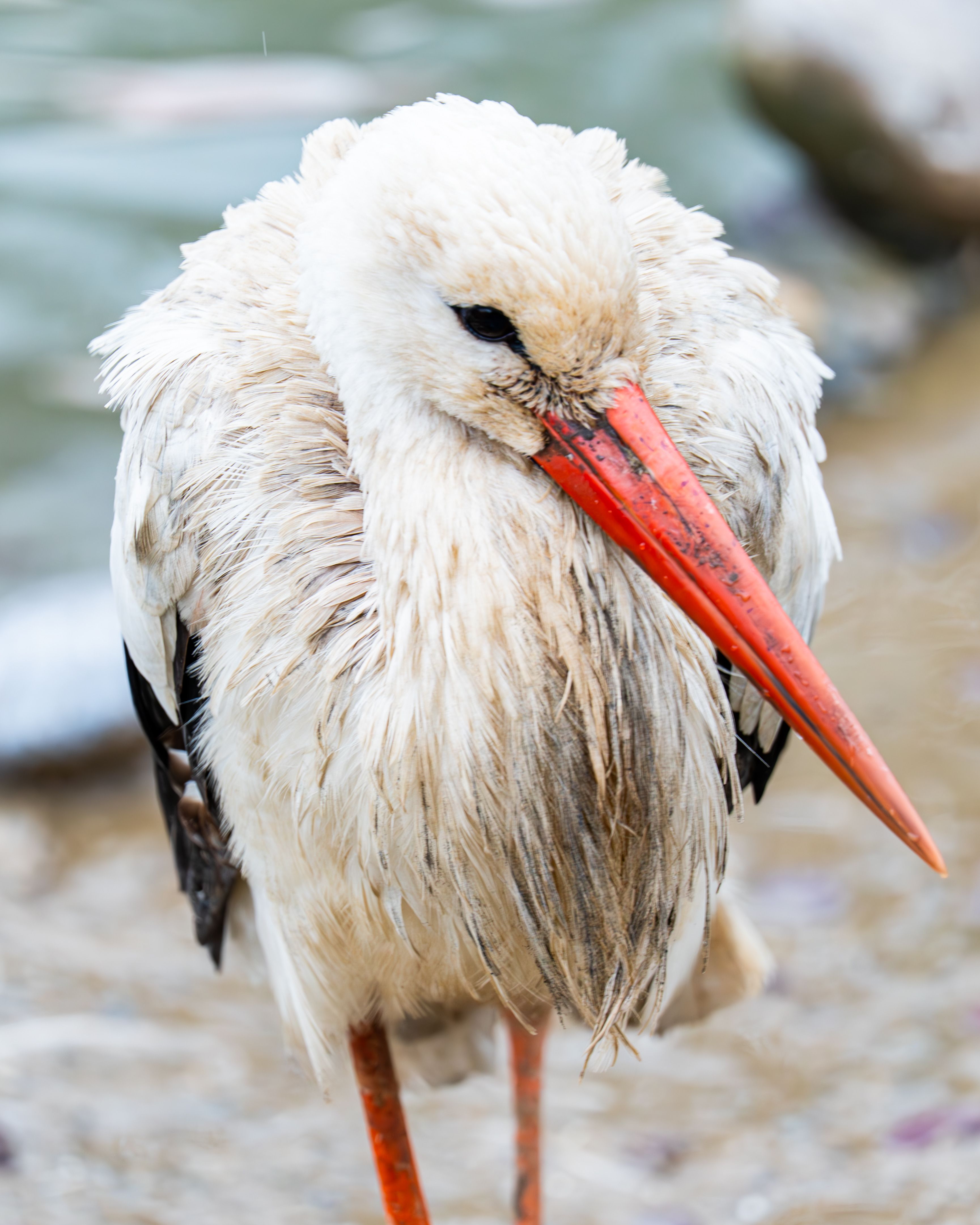 Close-up of a Wet White Stork by Shore · Free Stock Photo