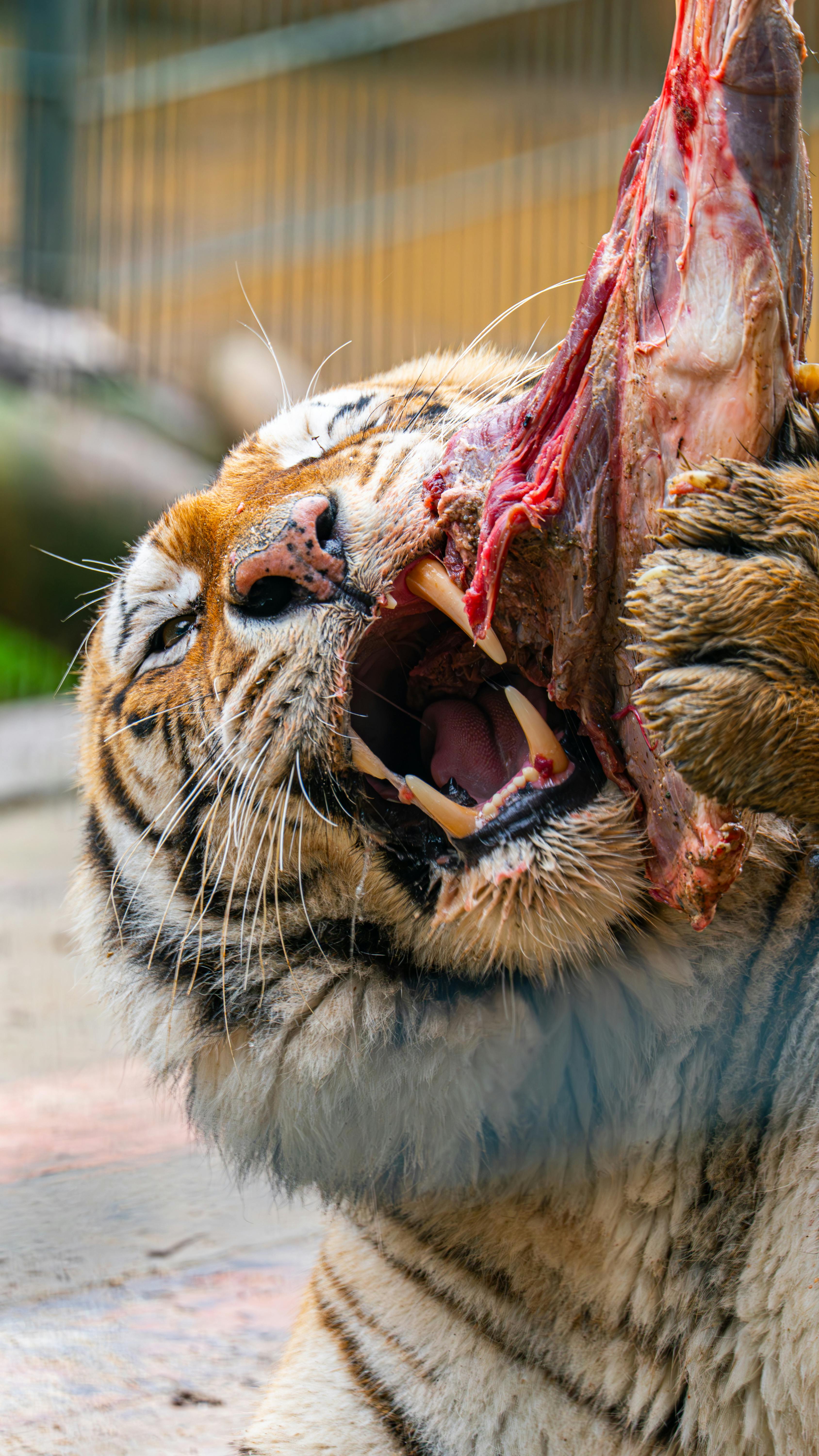 Sigma Cat Photos, Download The BEST Free Sigma Cat Stock Photos & HD Images