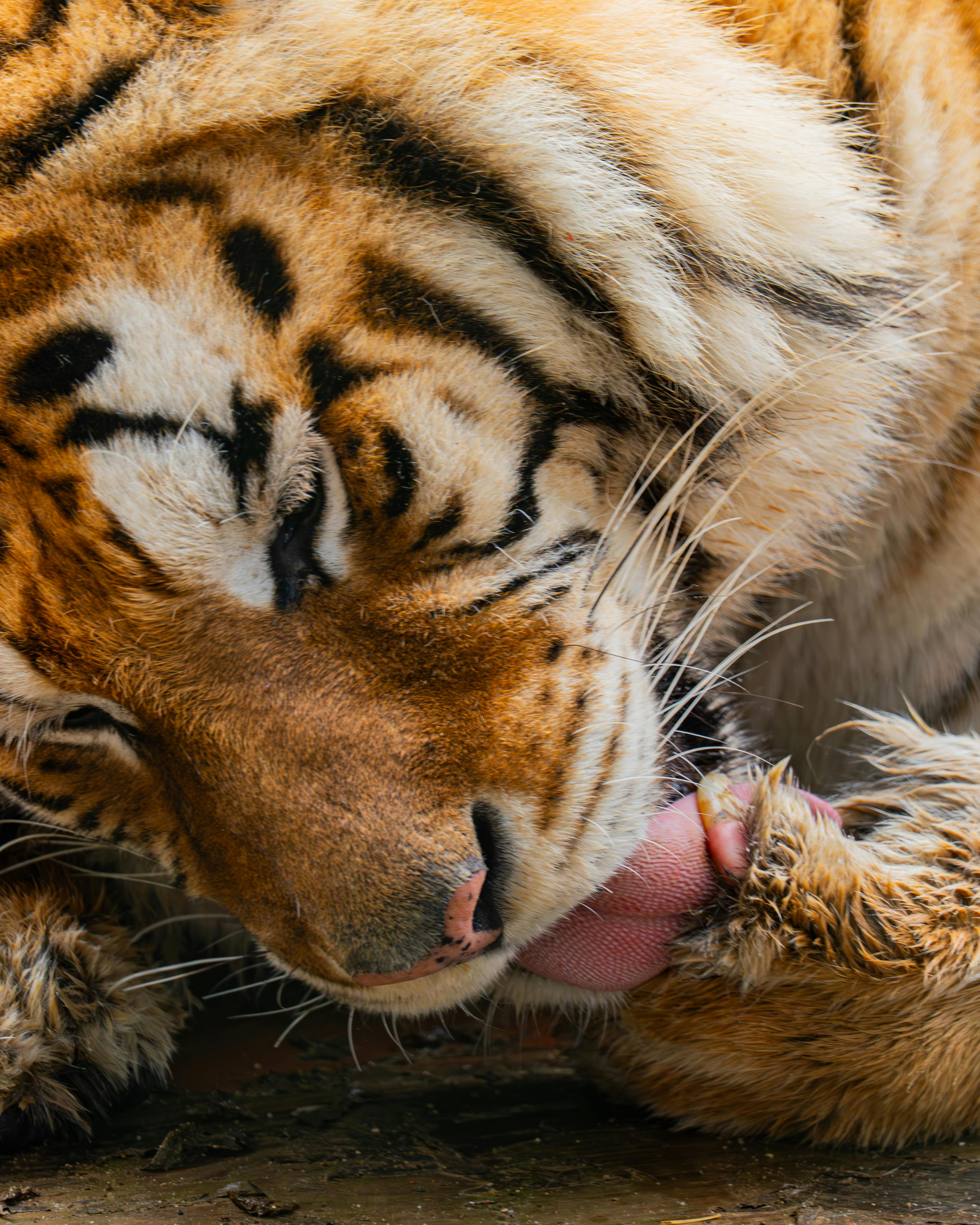 Close-up of a Tiger Cleaning Its Paw · Free Stock Photo