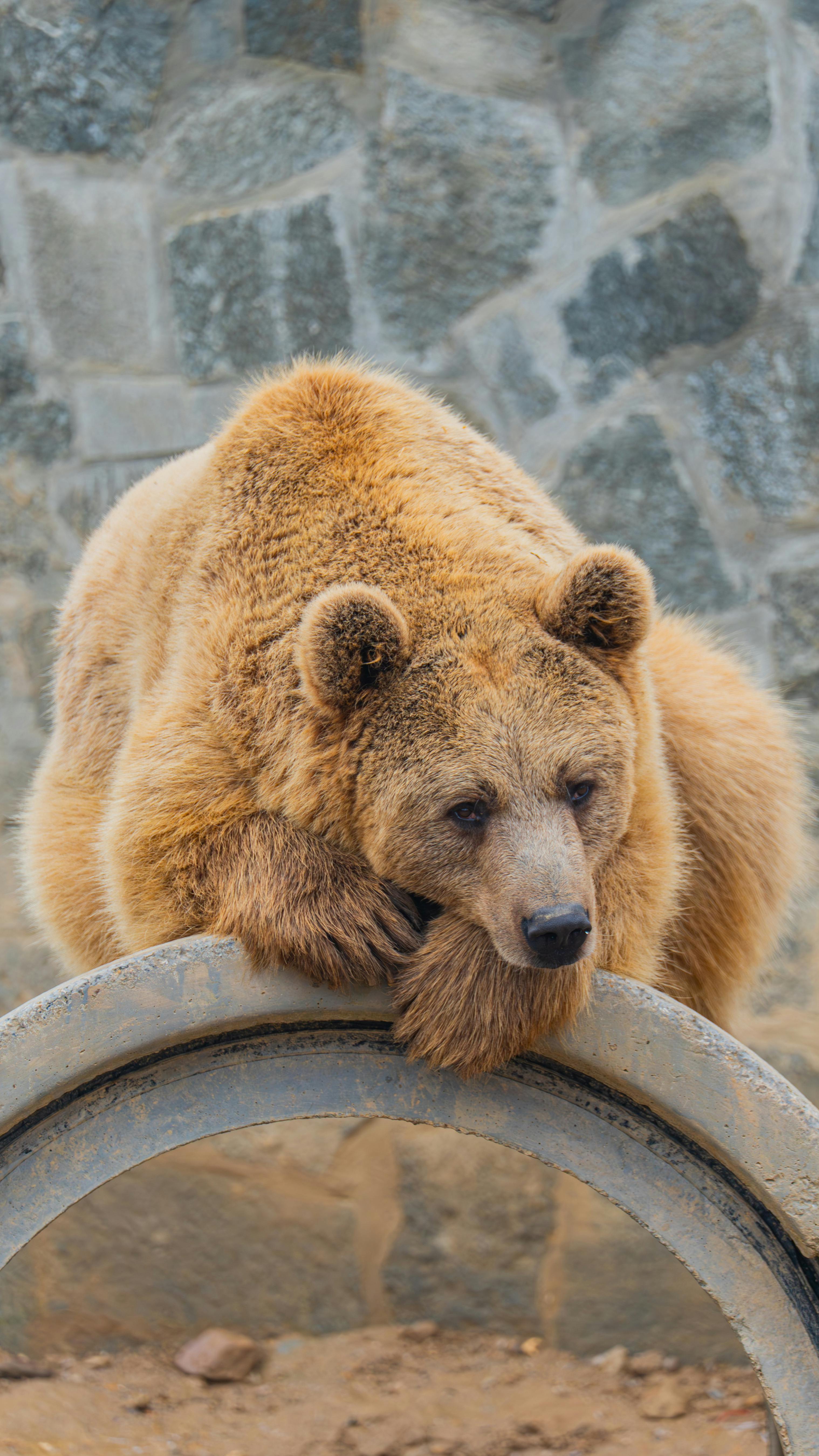 Relaxed Brown Bear Resting on a Concrete Structure · Free Stock Photo