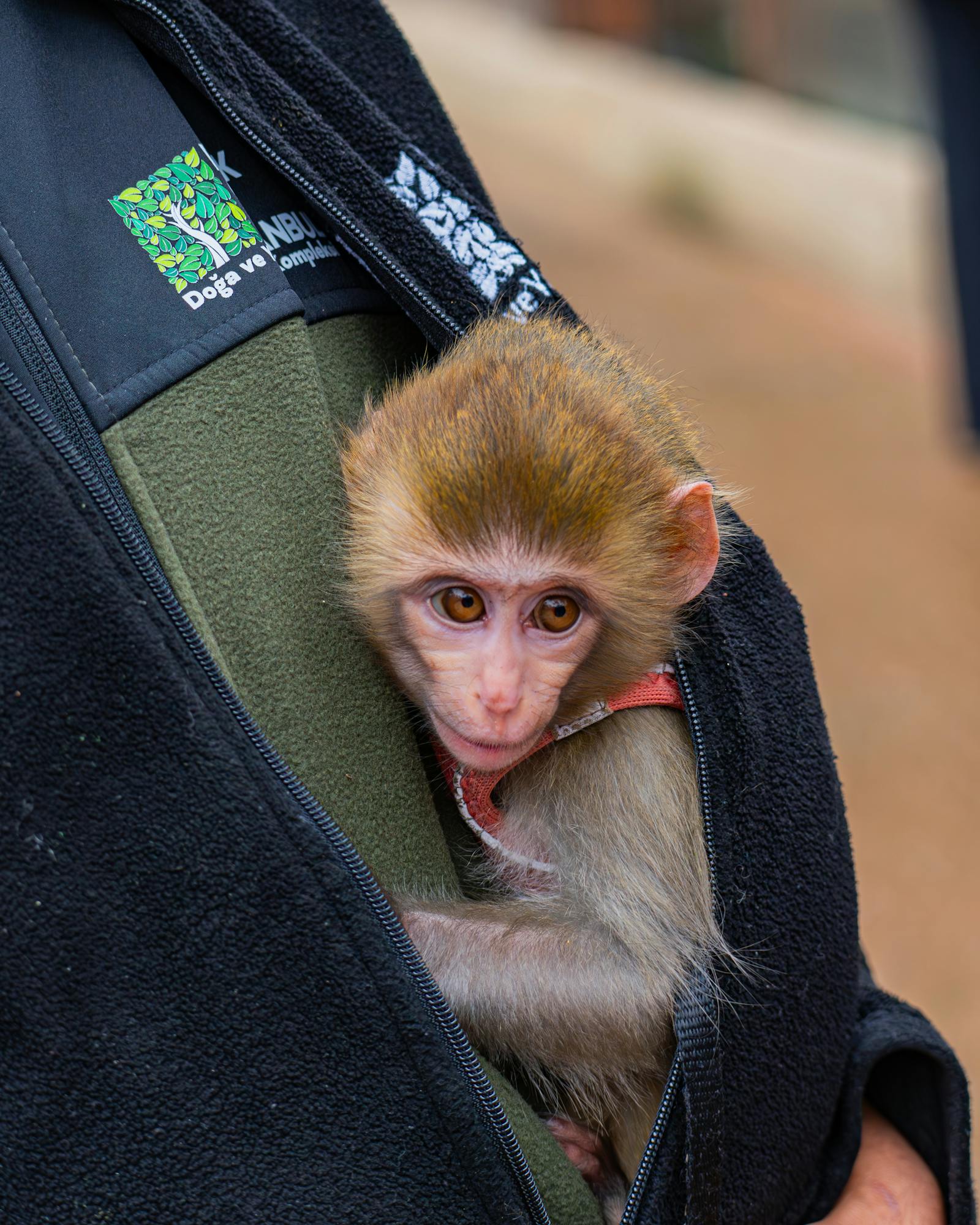 Animal Rescue Photos, Download The BEST Free Animal Rescue Stock Photos ...