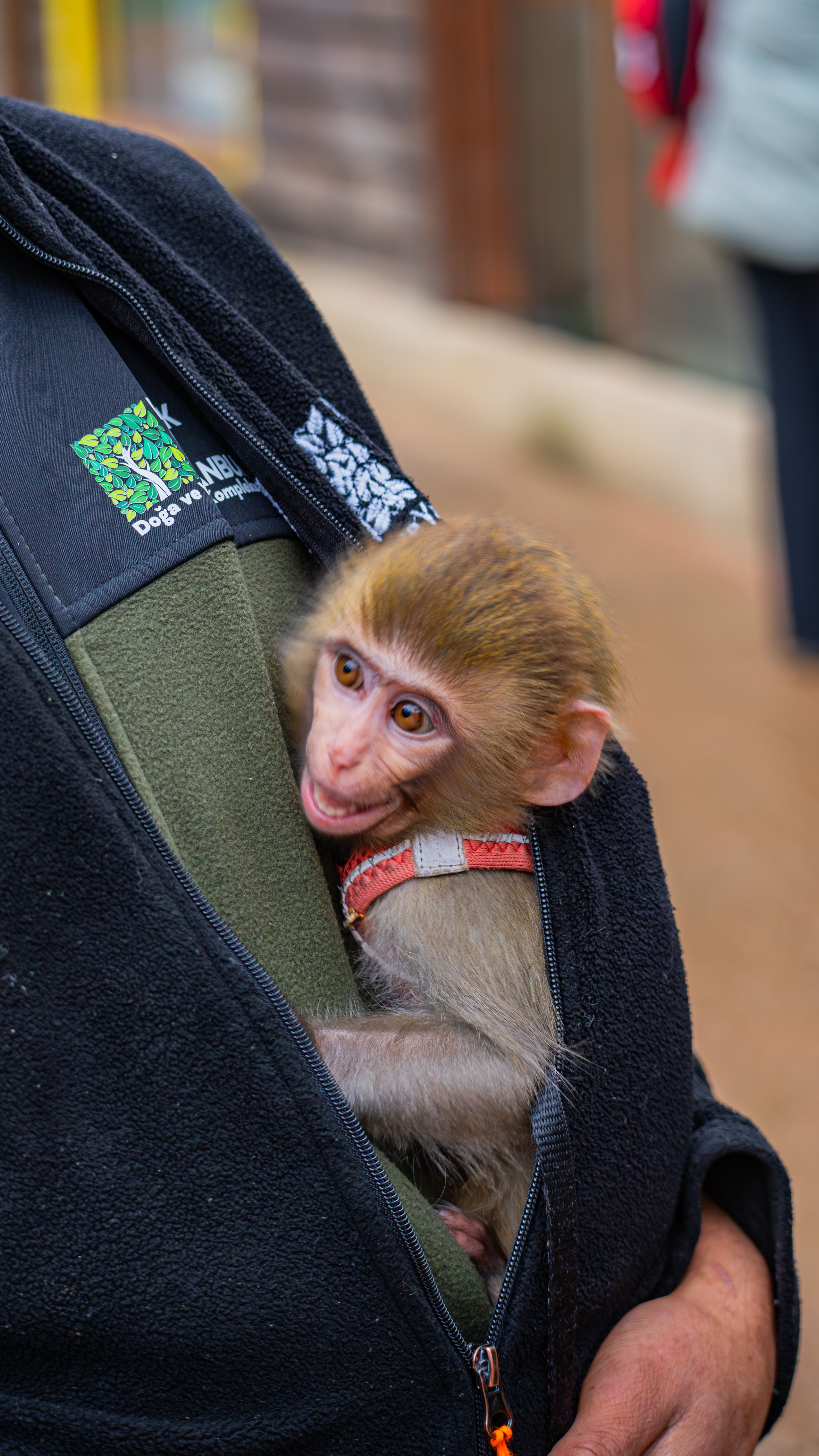Monkey Smile Photos, Download The BEST Free Monkey Smile Stock Photos ...