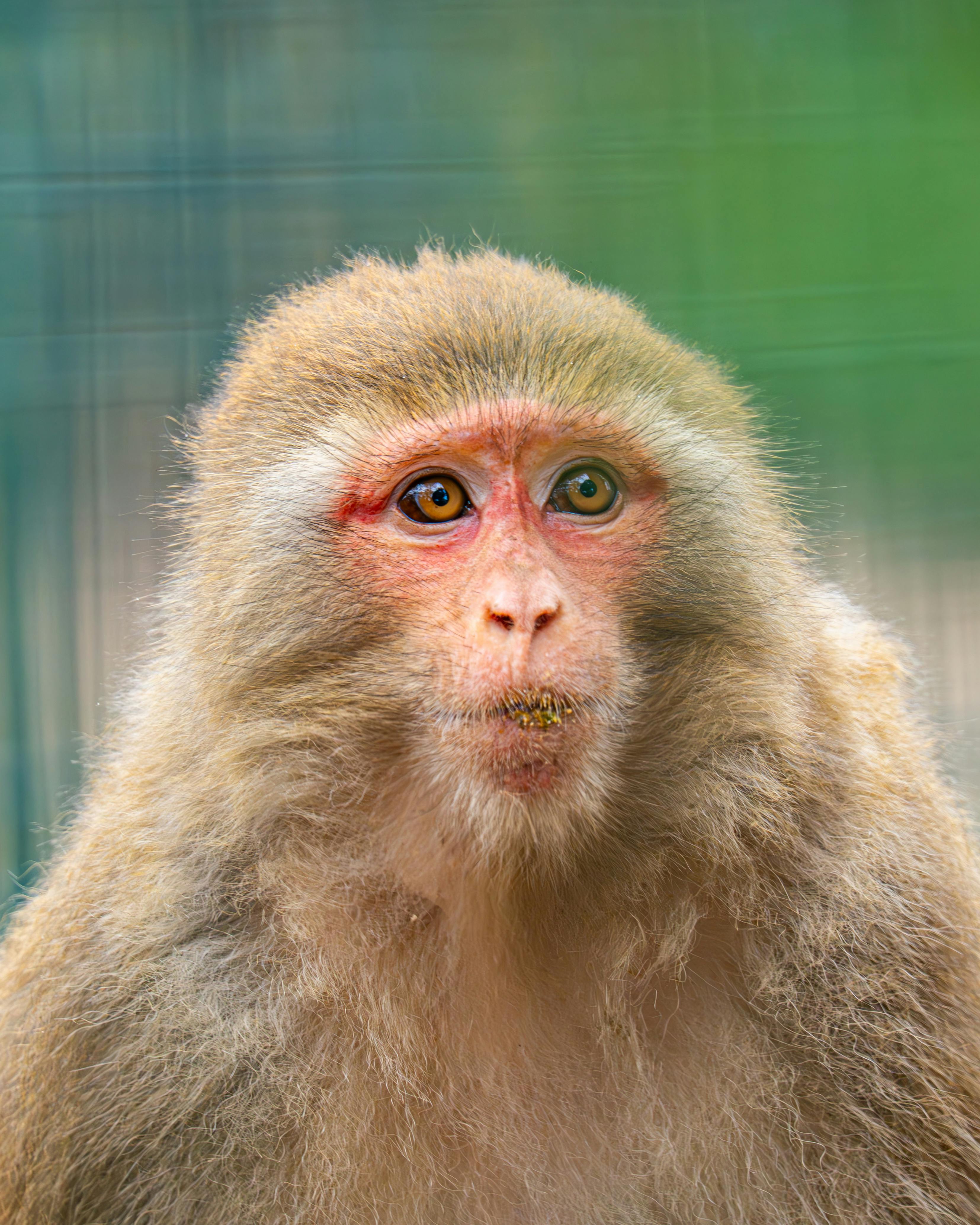 Close-up of a Rhesus Macaque Monkey in Nature · Free Stock Photo