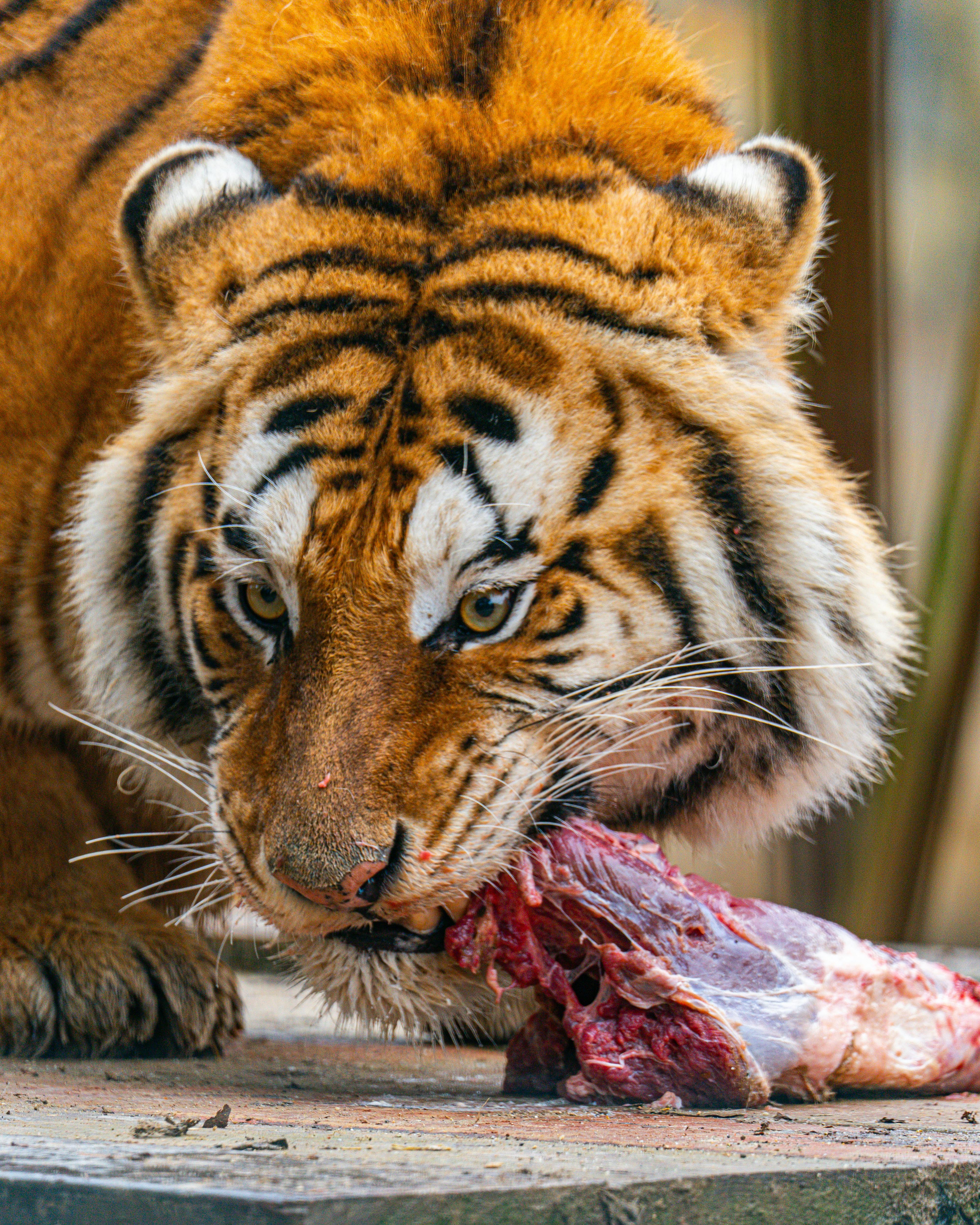 Close-up of Tiger Eating Meat in Captivity · Free Stock Photo