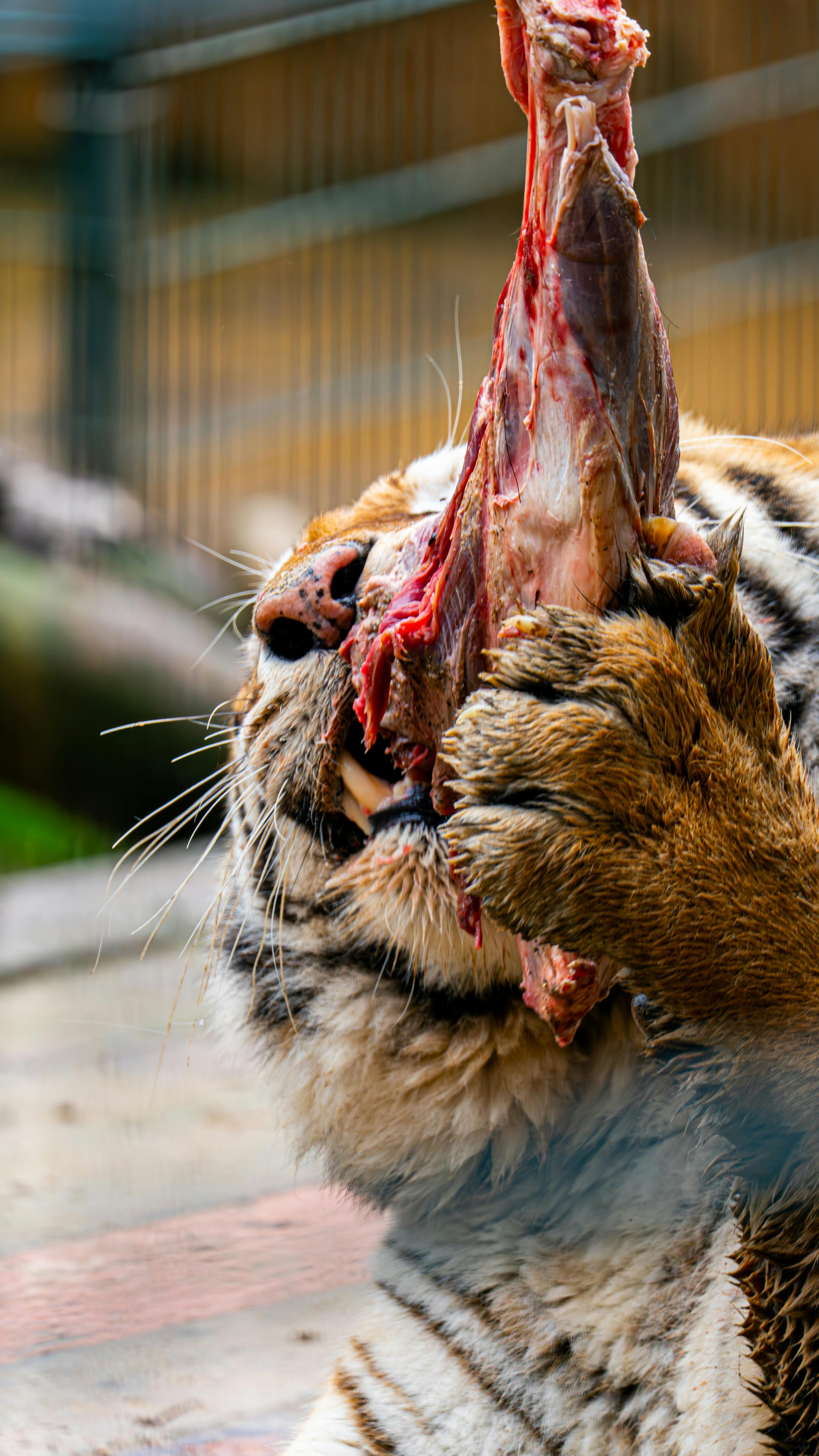 Animated Claws Photos, Download The BEST Free Animated Claws Stock ...