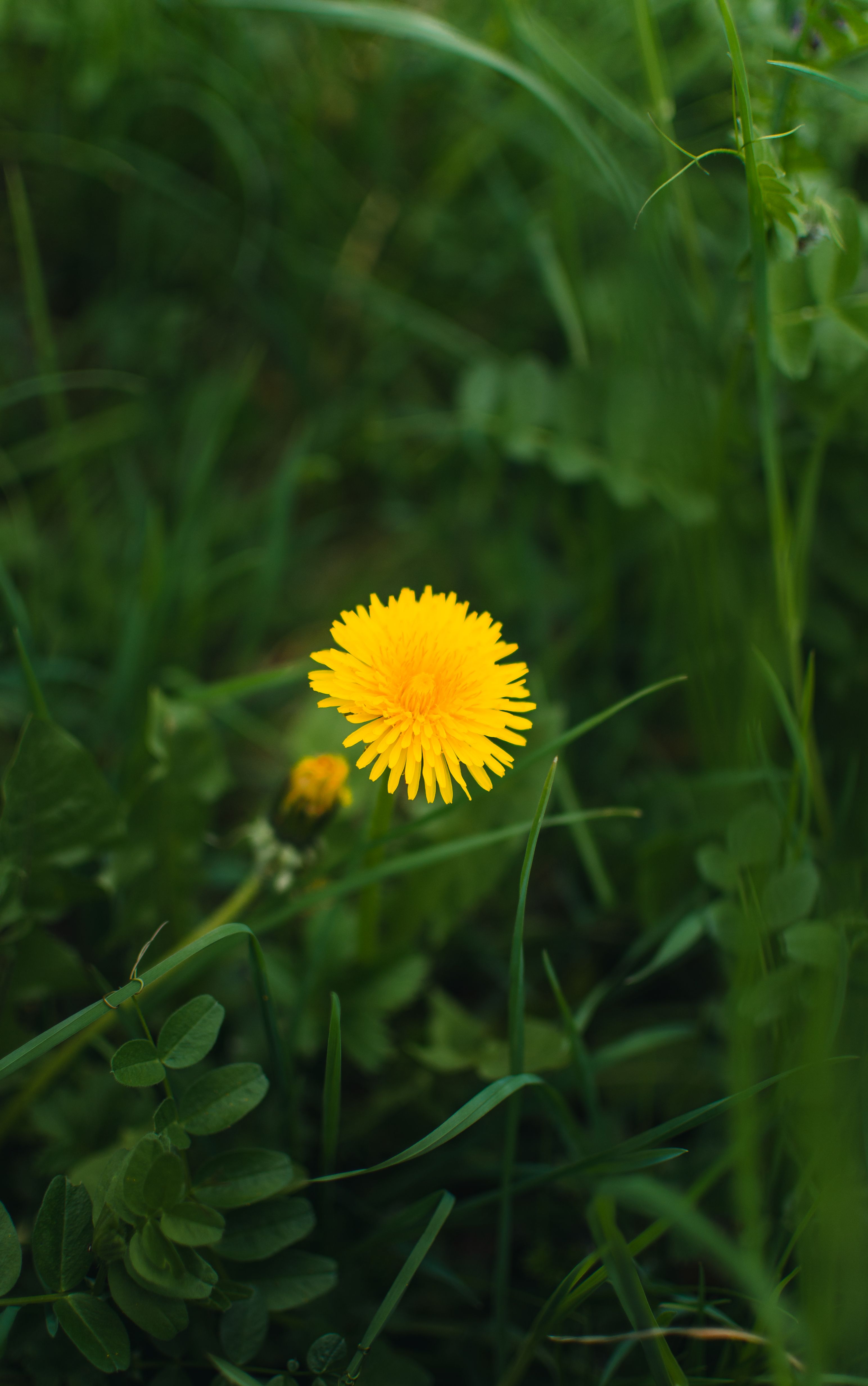 Garden Weed Spraying Photos, Download The BEST Free Garden Weed ...