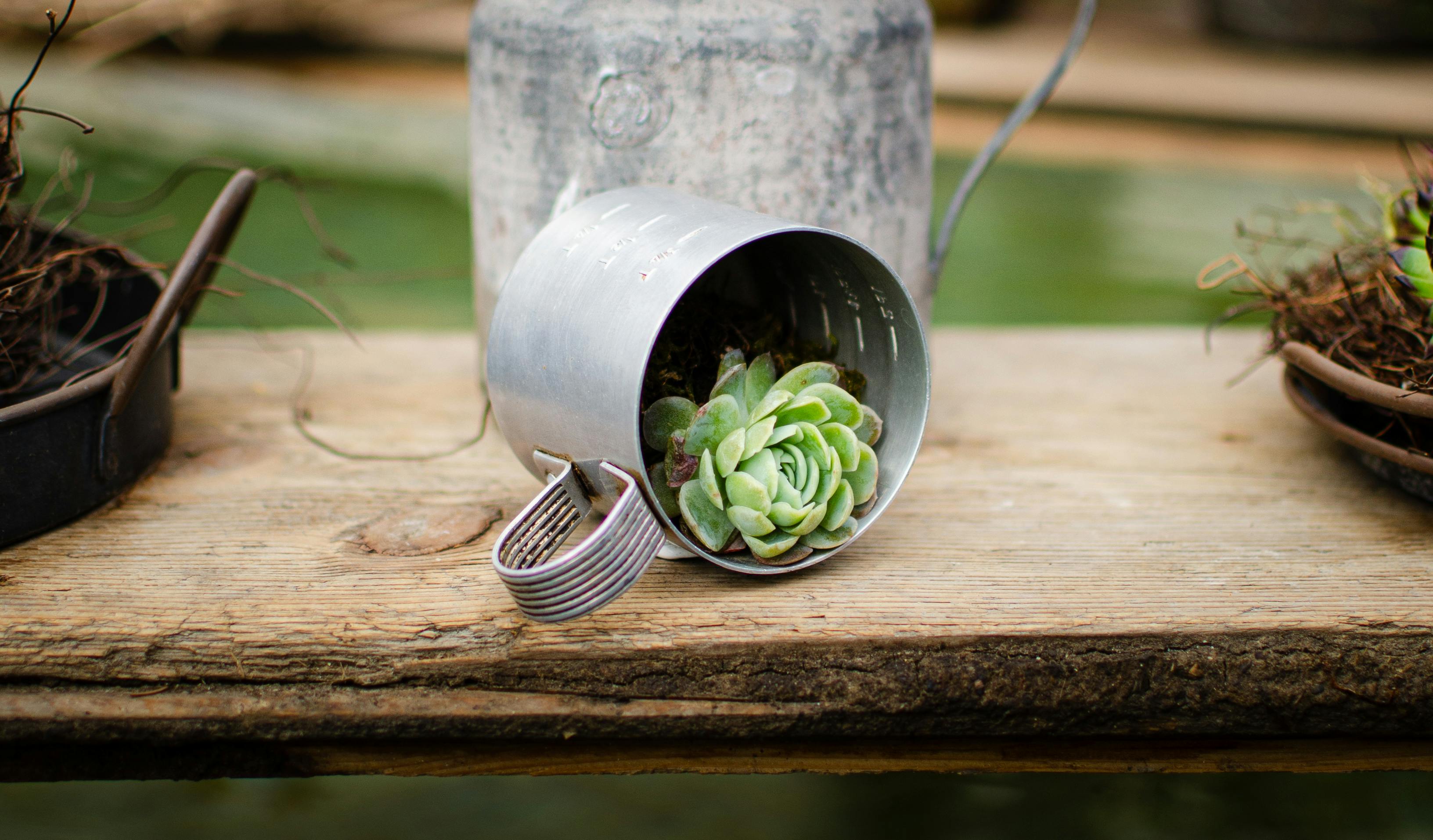 Rustic Succulent in Vintage Measuring Cup Display · Free Stock Photo