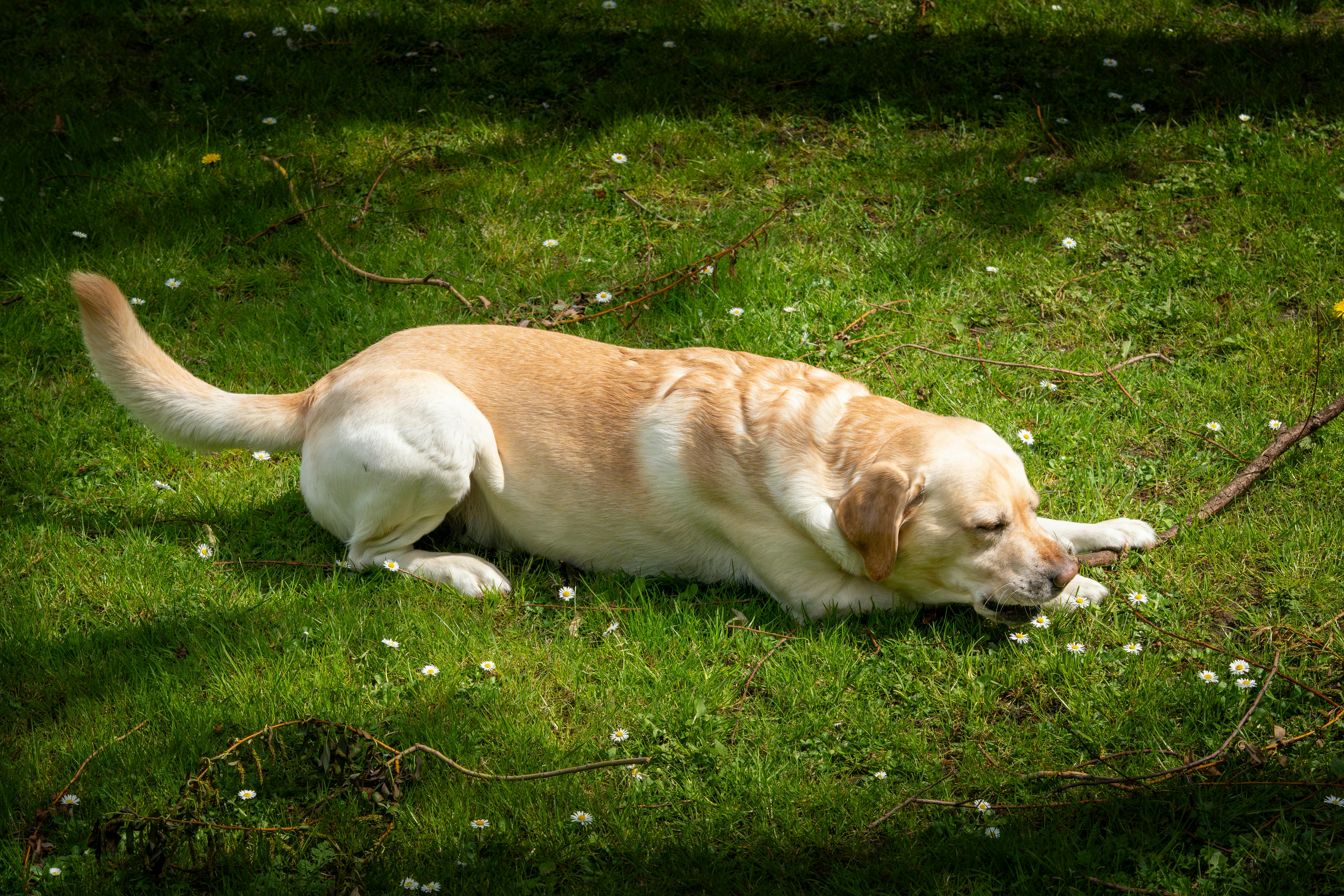 Golden Labrador Relaxing on Green Lawn · Free Stock Photo