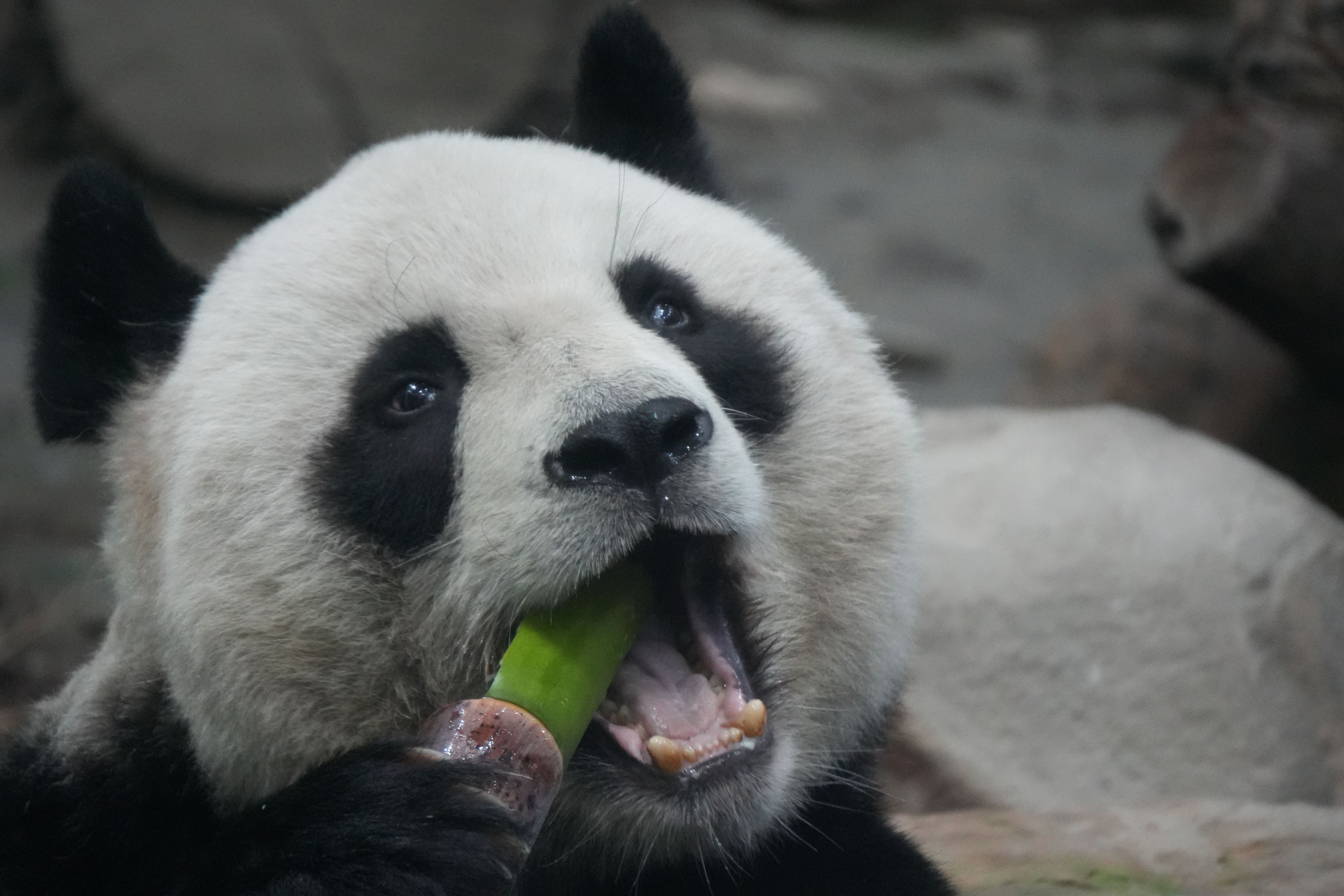 Giant Panda Enjoying Bamboo Close-up · Free Stock Photo