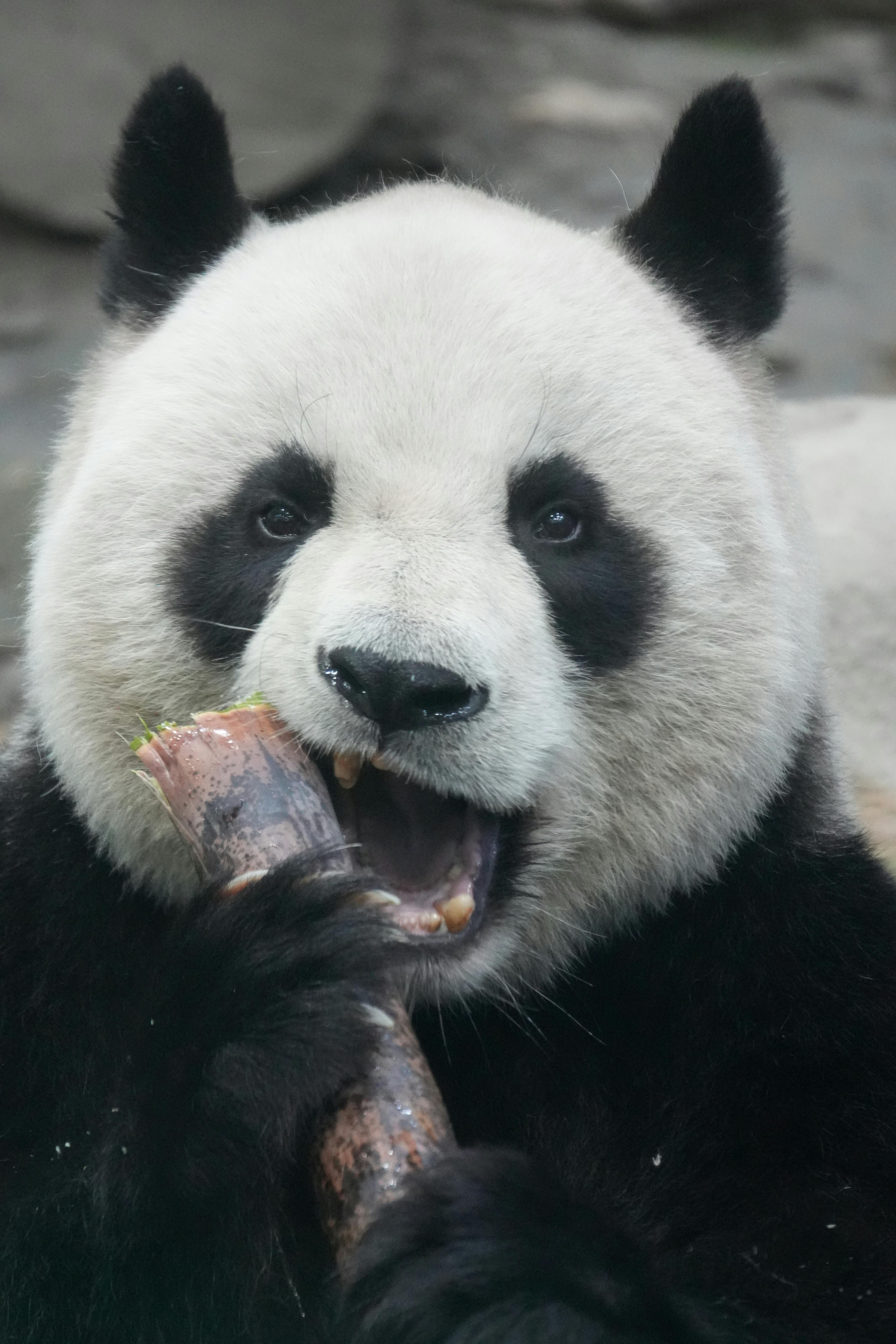 Giant Panda Eating Bamboo Close-Up · Free Stock Photo