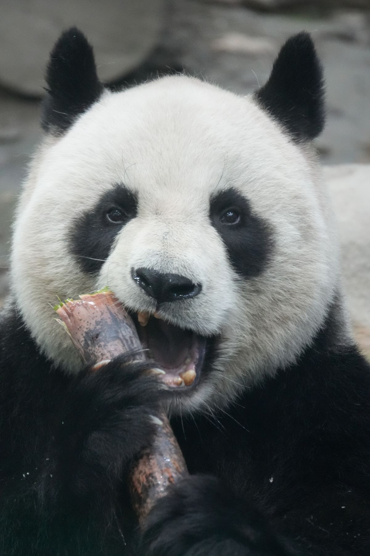 Giant Panda Photos, Download The BEST Free Giant Panda Stock Photos ...