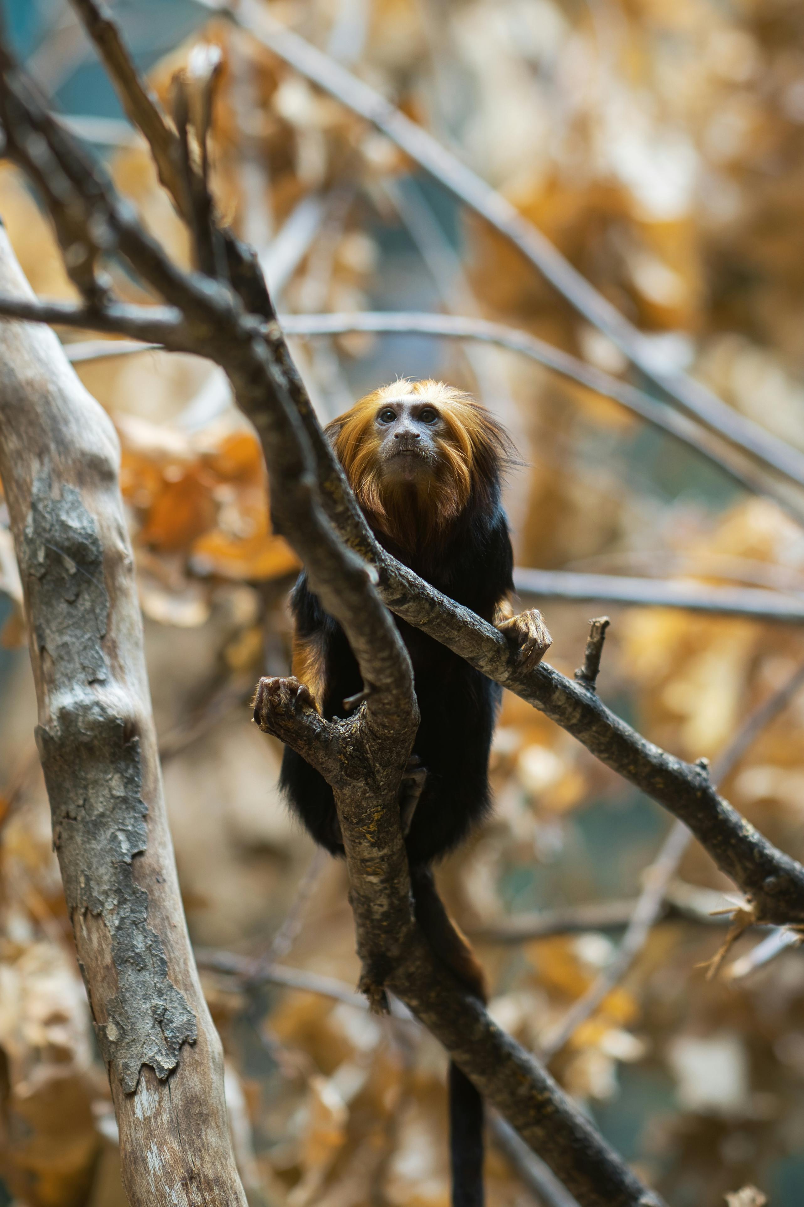 Monkey And Lion Photos, Download The BEST Free Monkey And Lion Stock ...