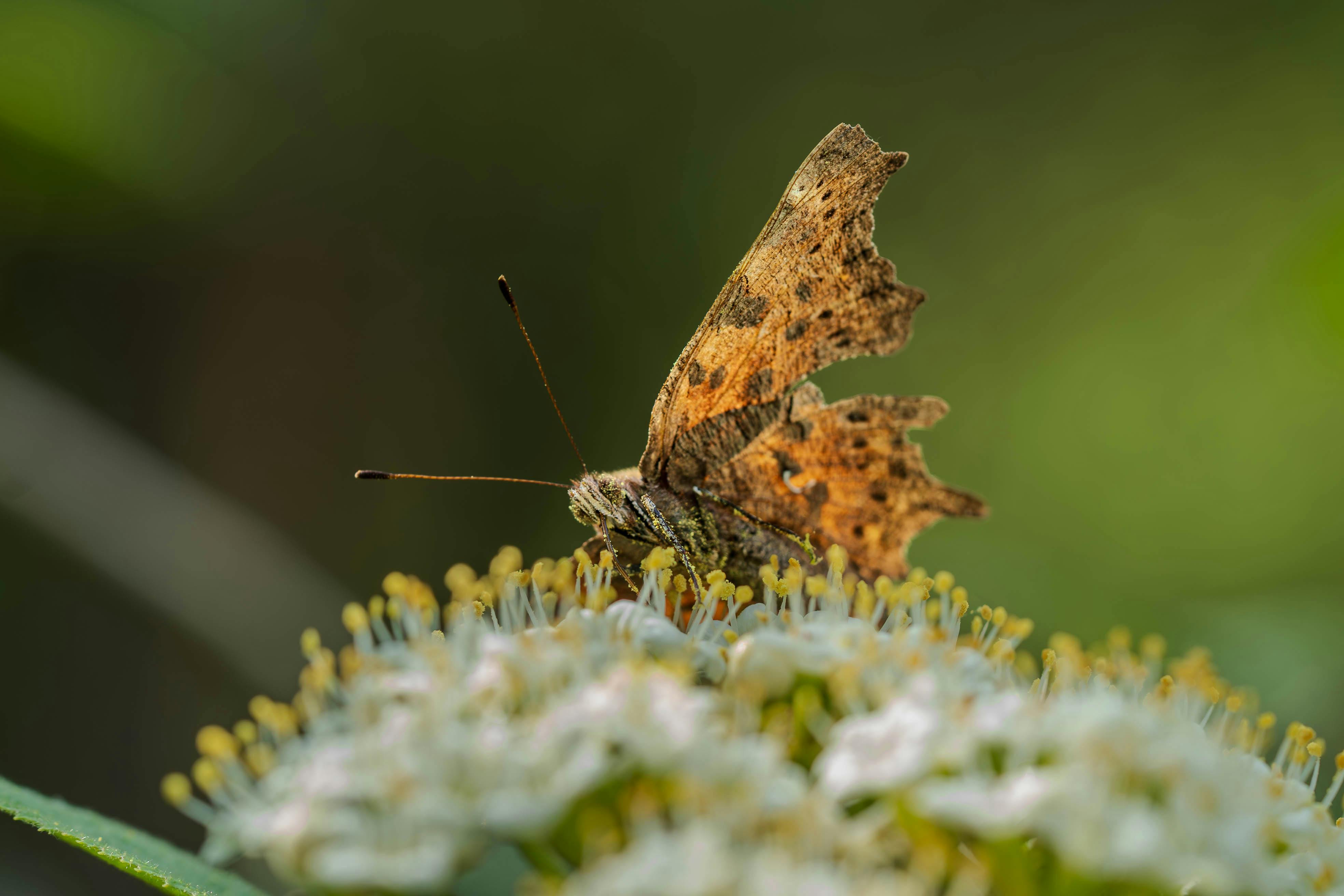 Close-up of Comma Butterfly on White Flowers · Free Stock Photo
