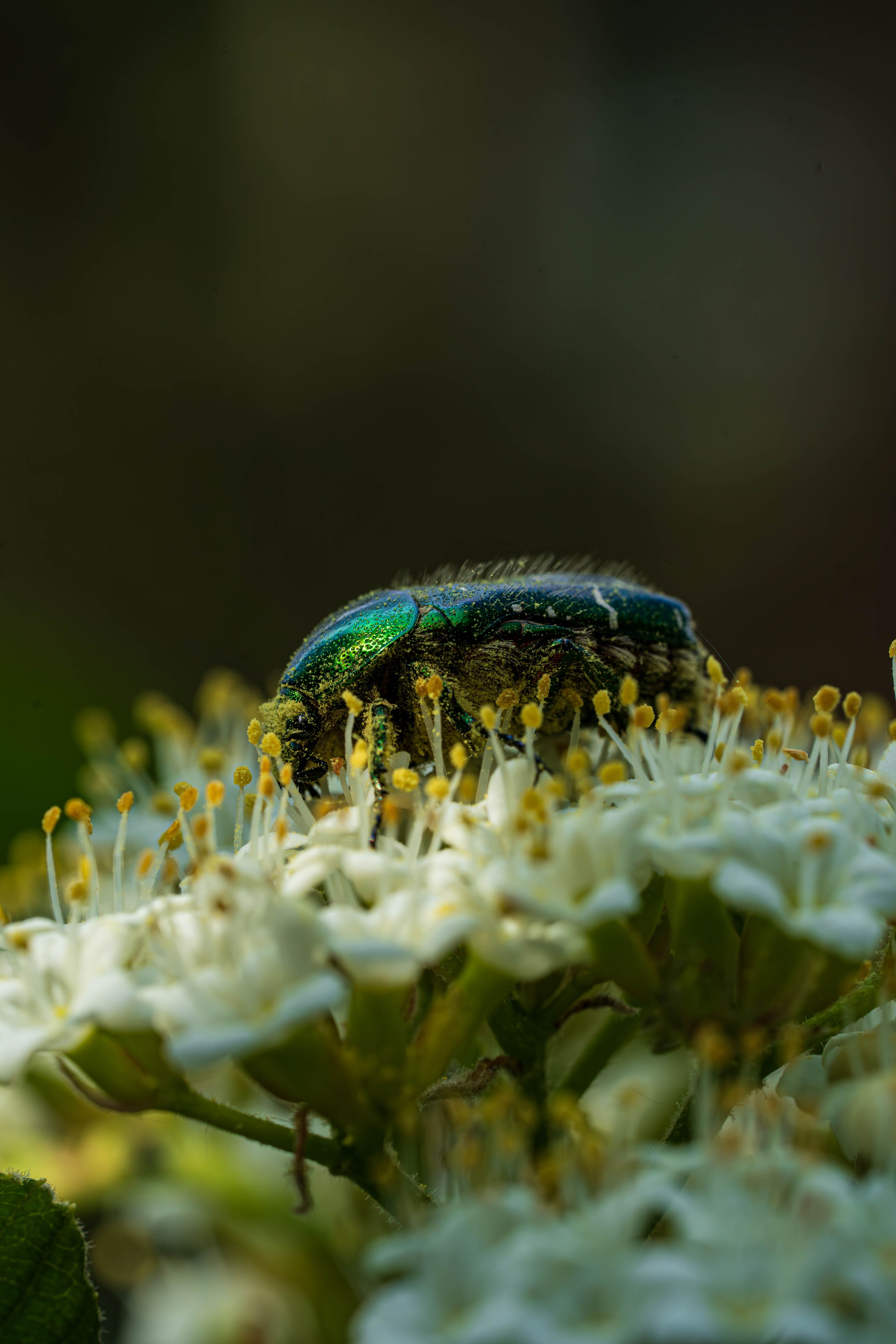 Rainbow Beetle Photos, Download The BEST Free Rainbow Beetle Stock ...