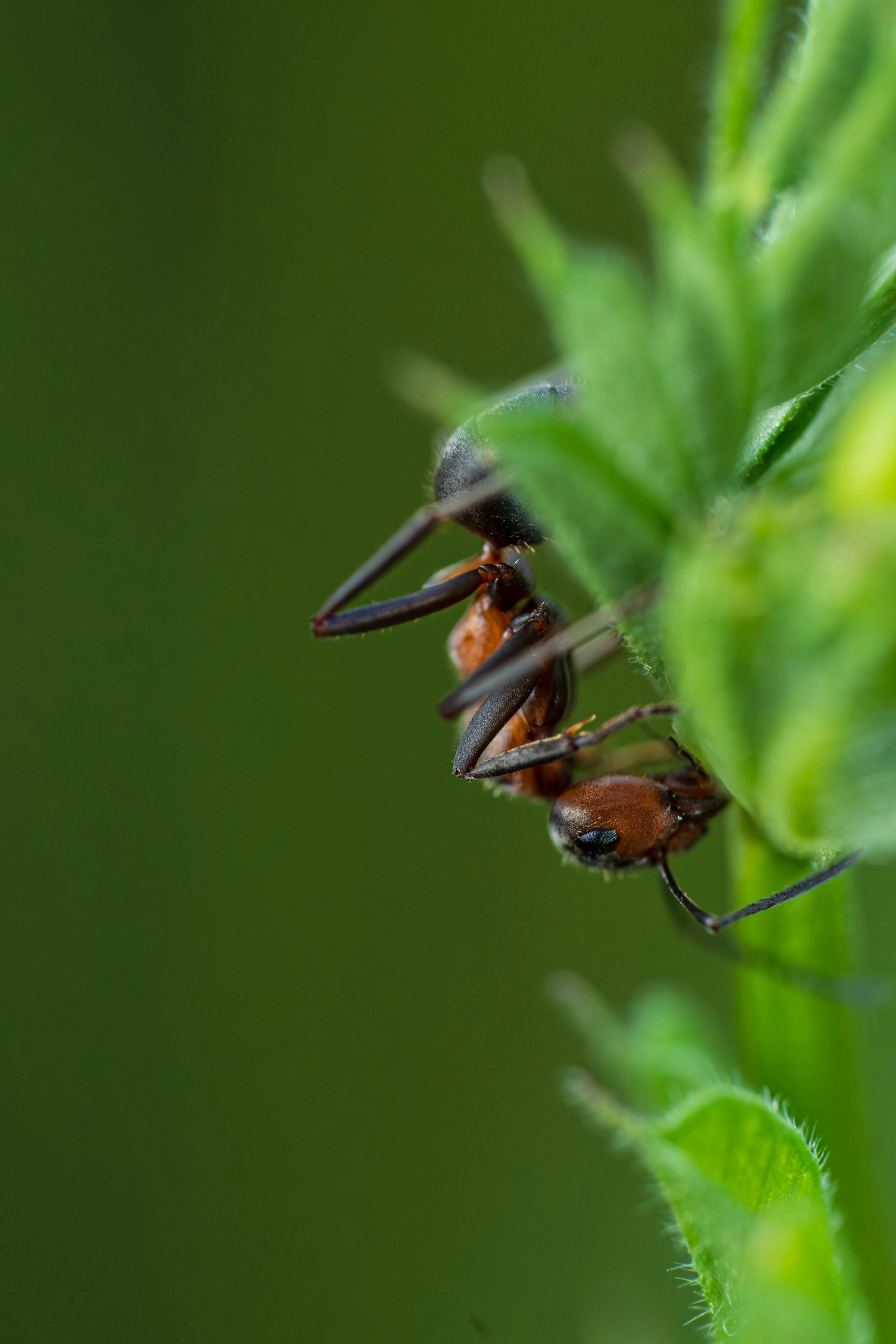 Formica Texture Photos, Download The BEST Free Formica Texture Stock ...