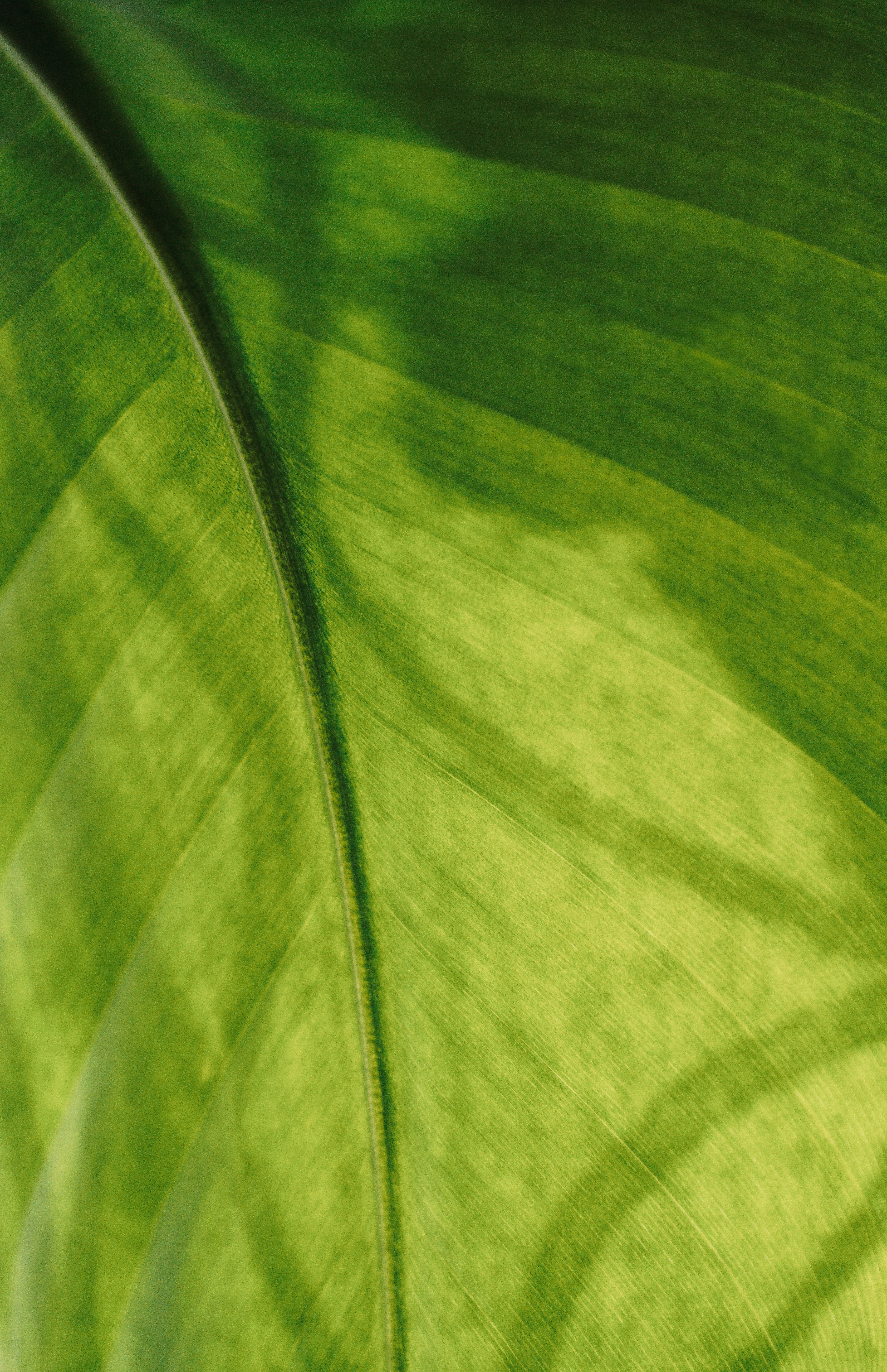 Green Textile · Free Stock Photo