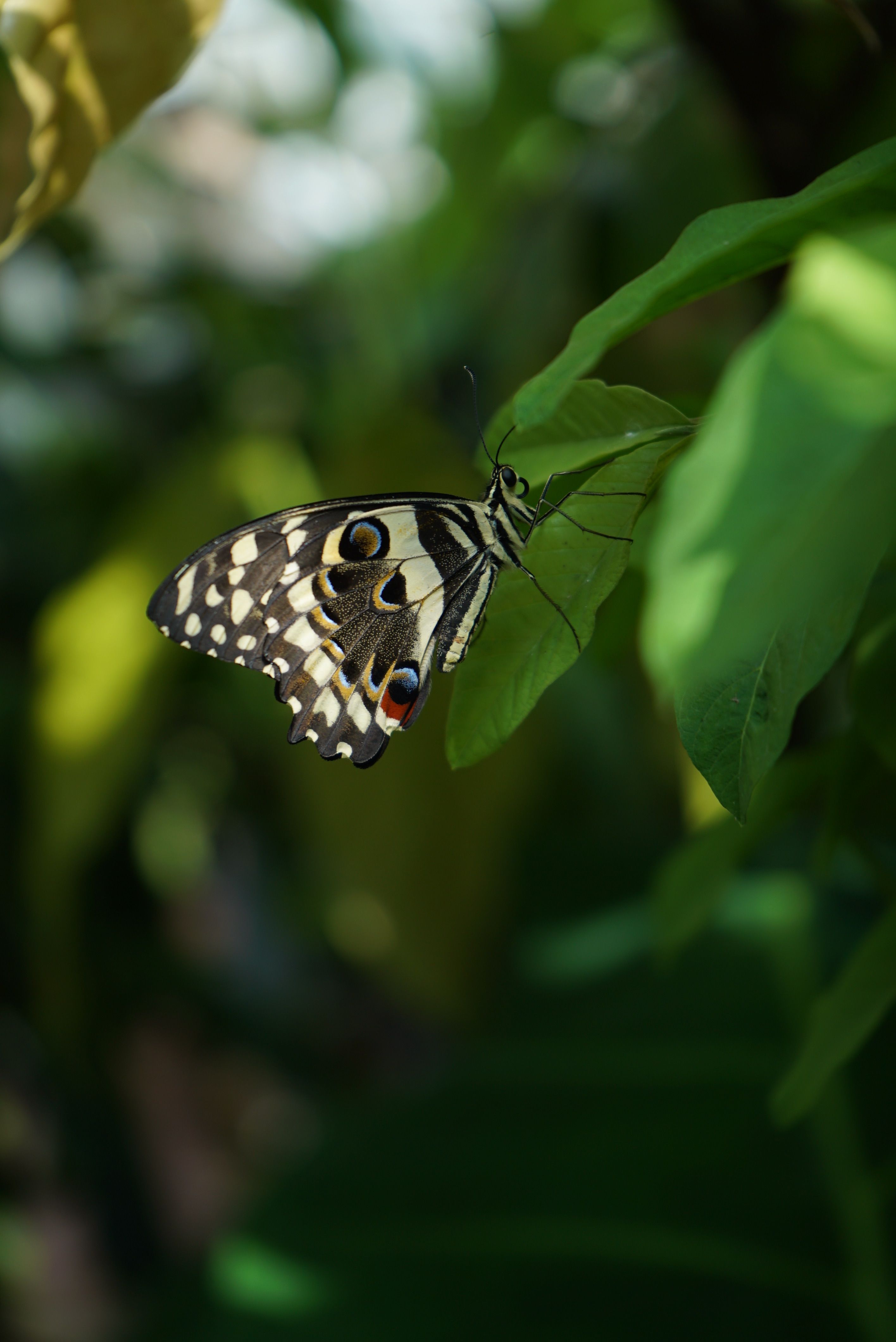 Photo gratuite de ailes, ailes de papillon, alimentation papillon ...
