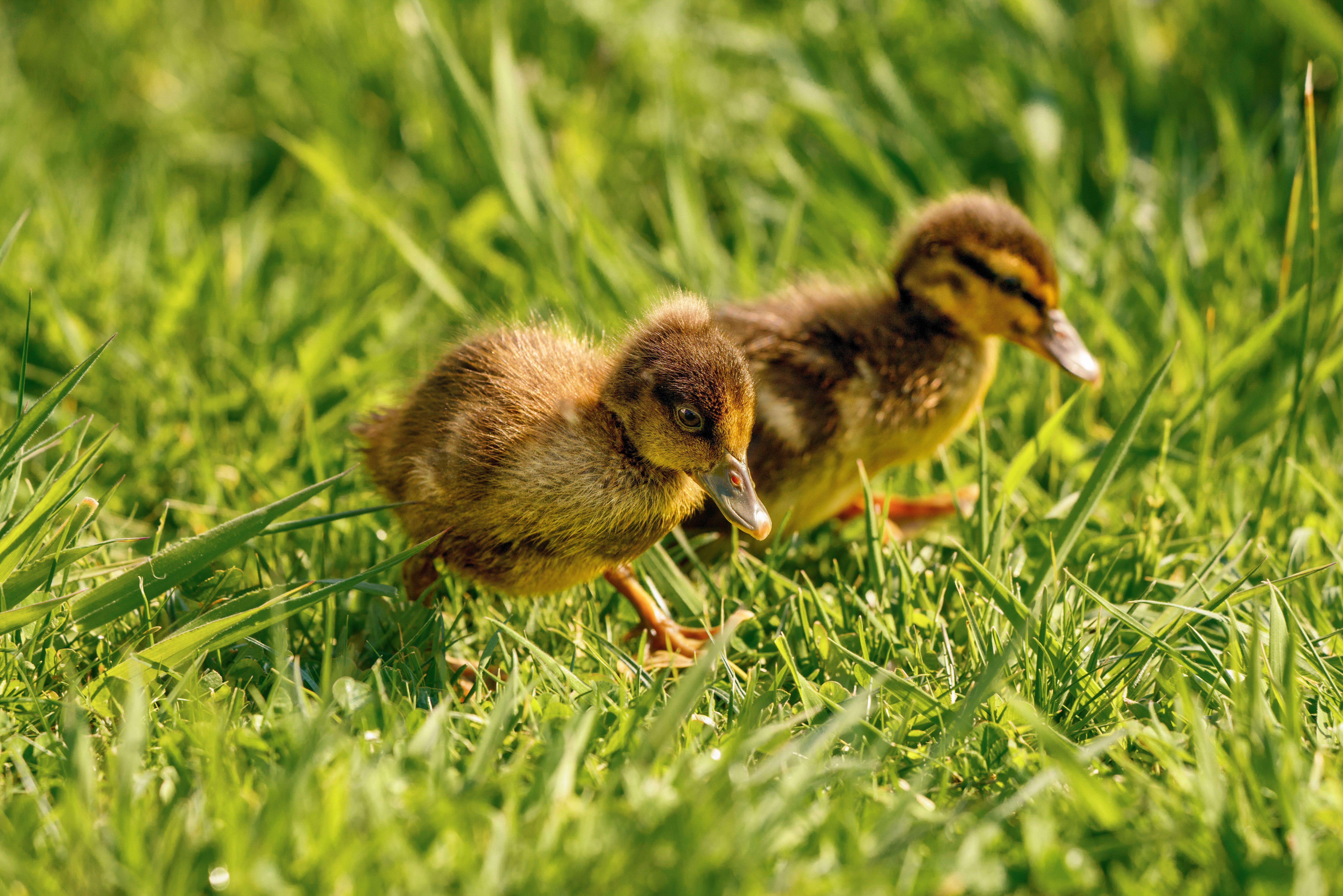Adorable Ducklings Walking on Green Grass · Free Stock Photo