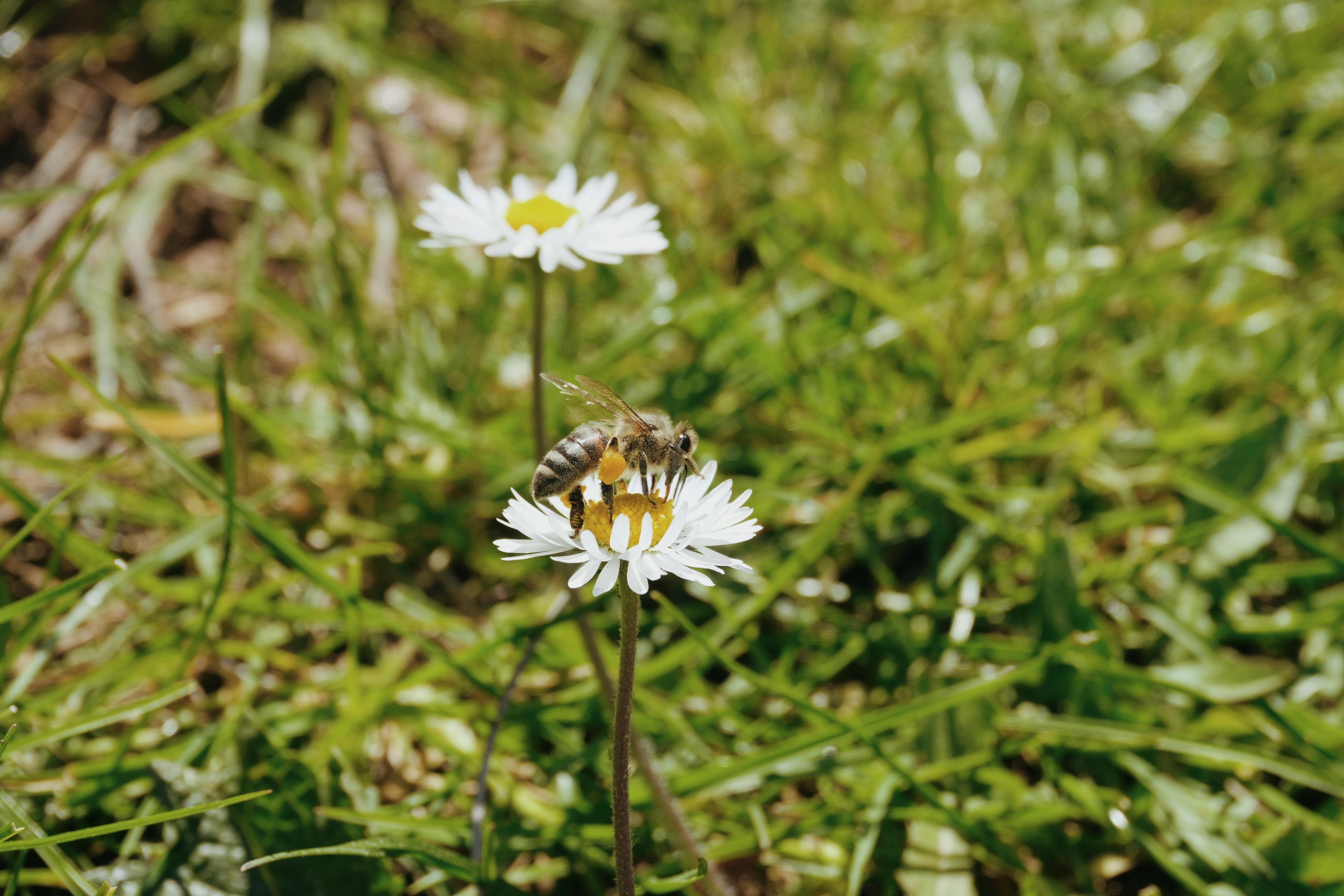 Macro Shot of Bee Pollinating Daisy Flower Outdoors · Free Stock Photo