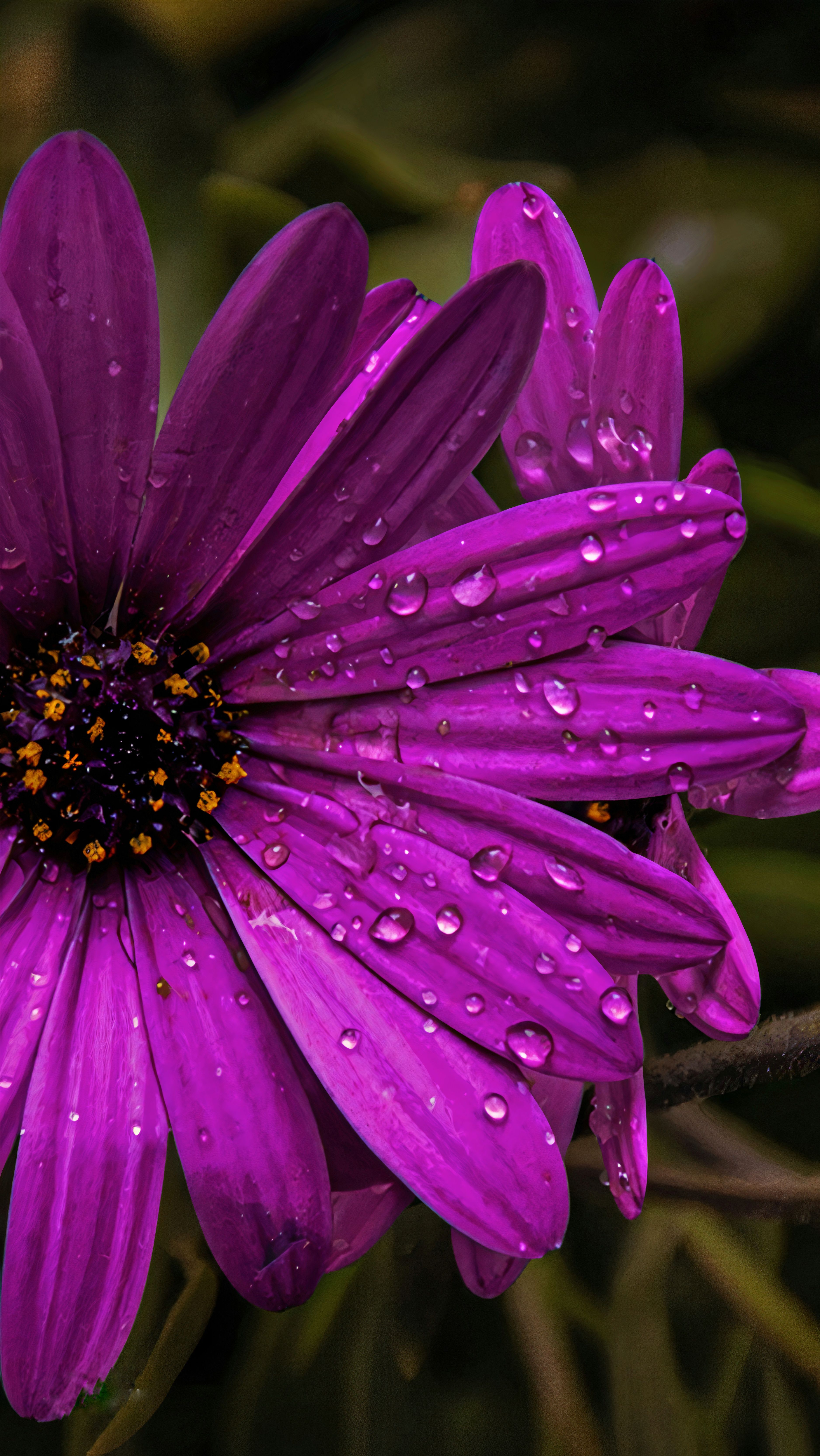 Flor Morada Vibrante Con Gotas De Rocío · Foto de stock gratuita