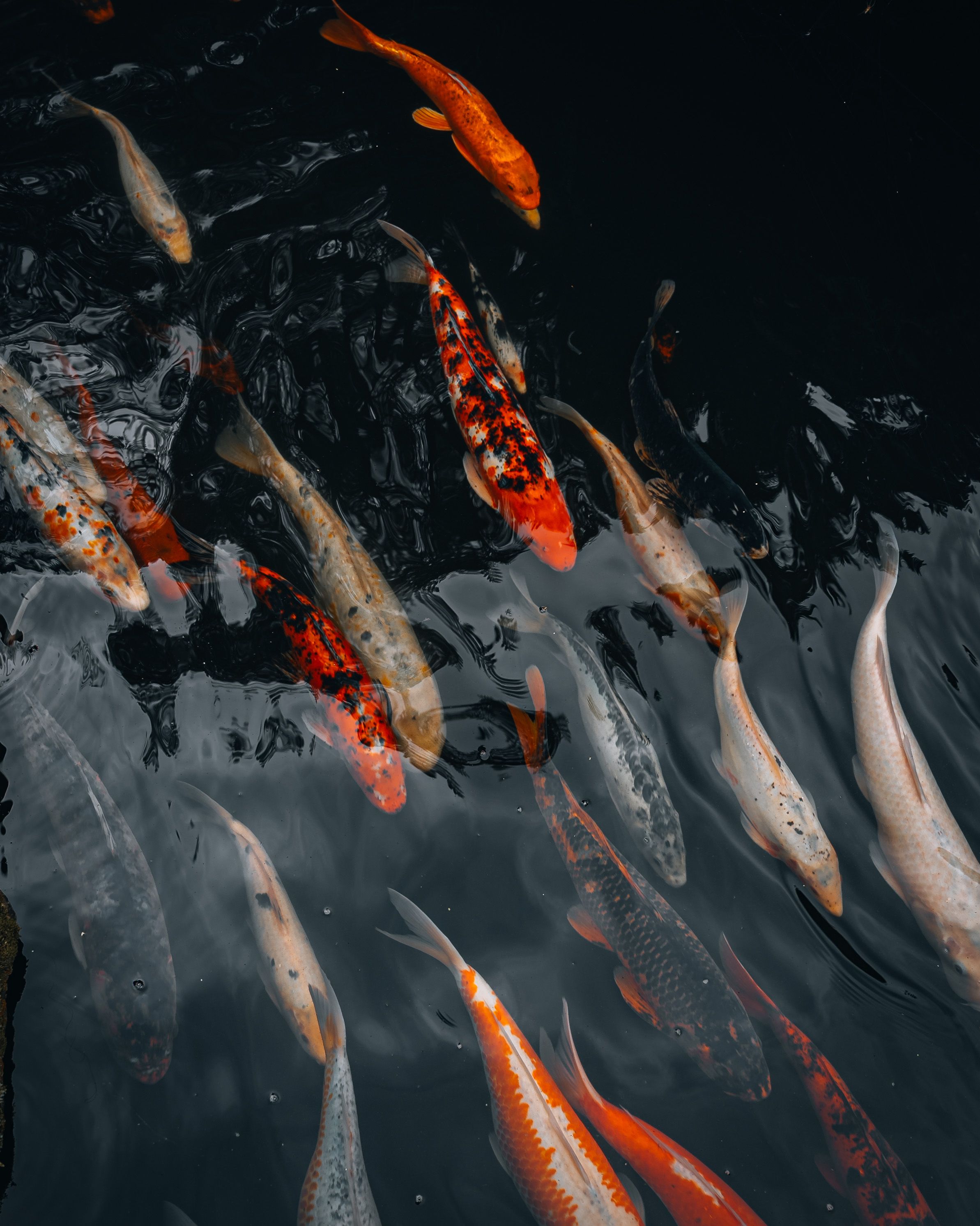 School Of Koi Fish · Free Stock Photo