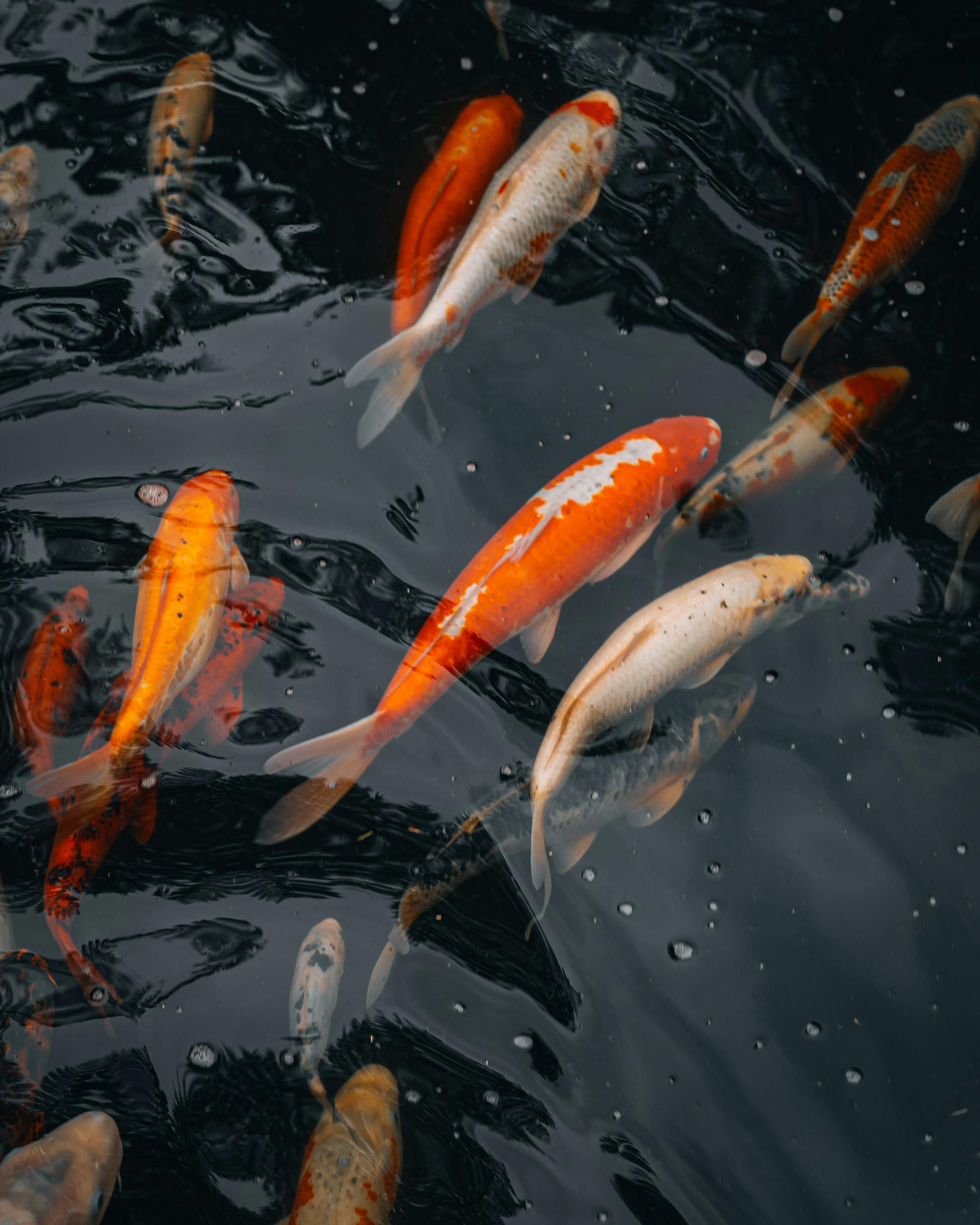 Koi Fish Photos, Download The BEST Free Koi Fish Stock Photos & HD Images