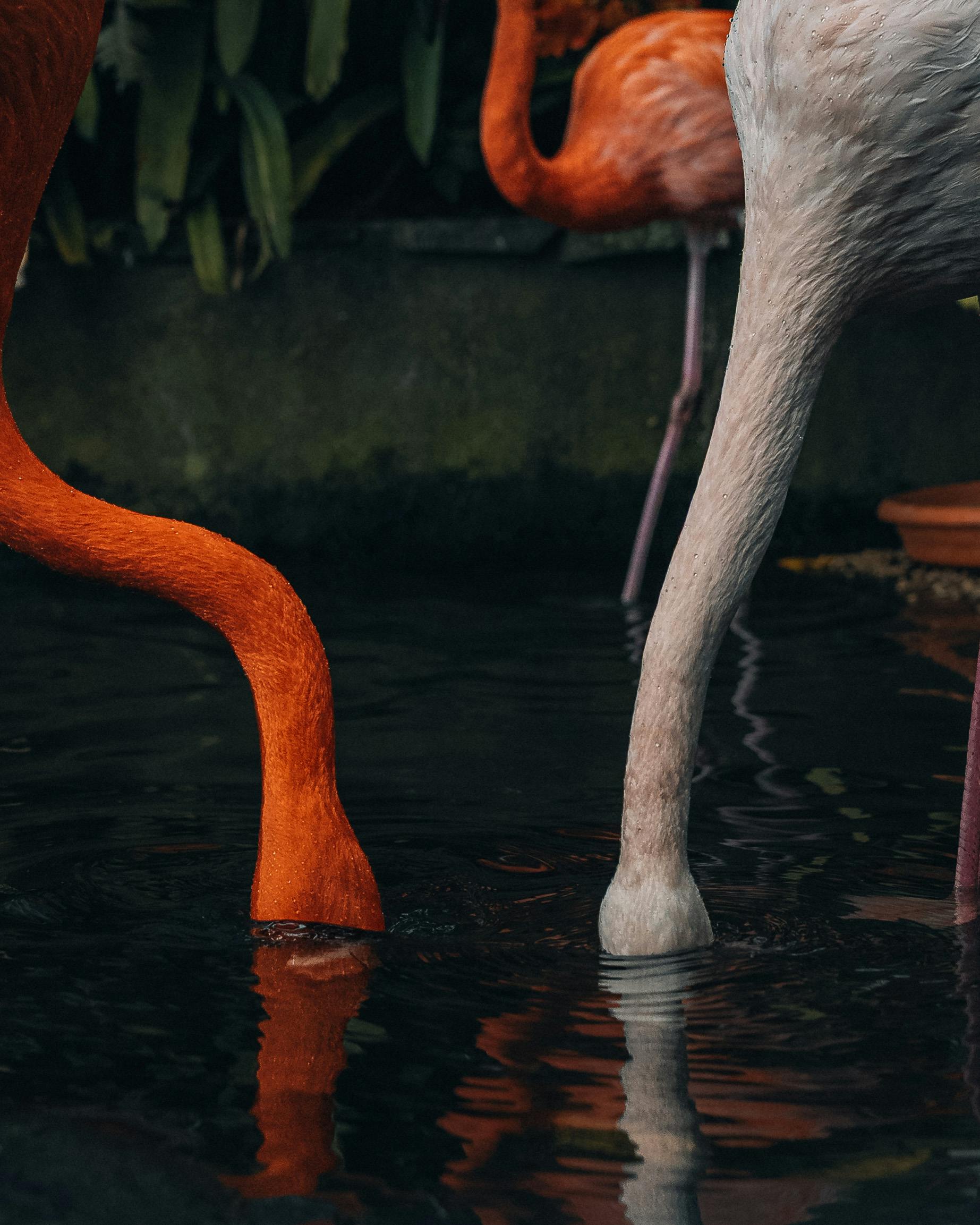 Lokio Leg Photos, Download The BEST Free Lokio Leg Stock Photos & HD Images