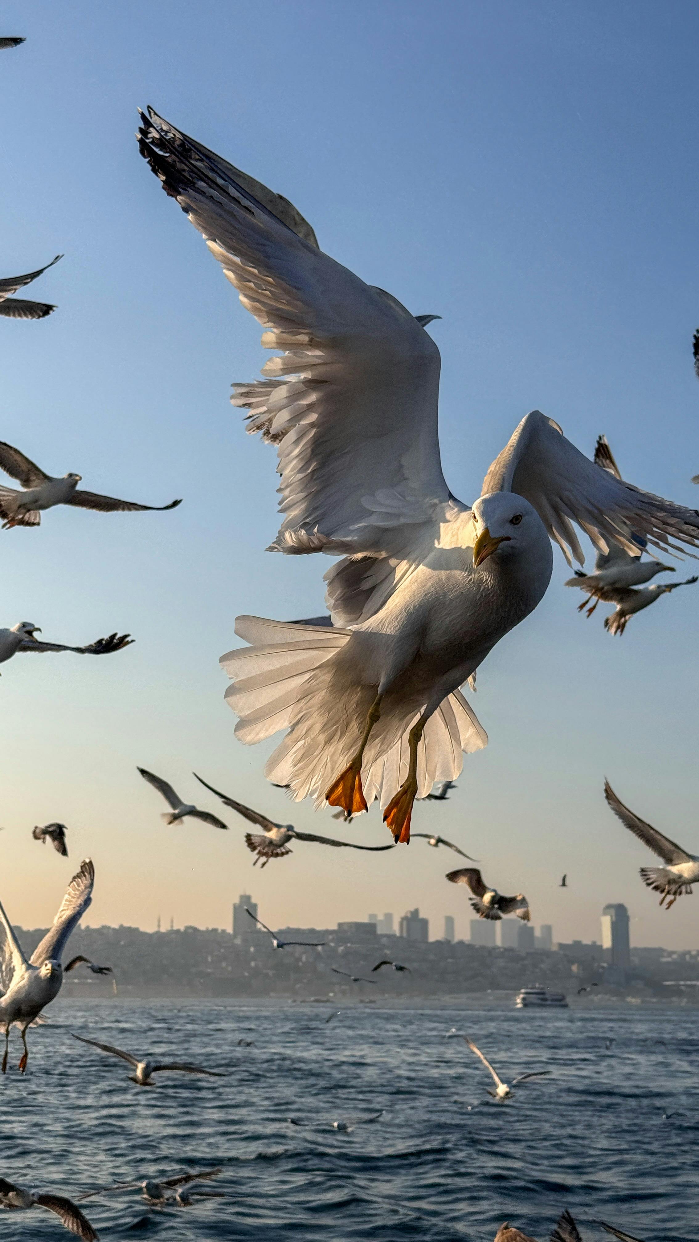 Seagulls Flying Over Ocean at Sunset · Free Stock Photo