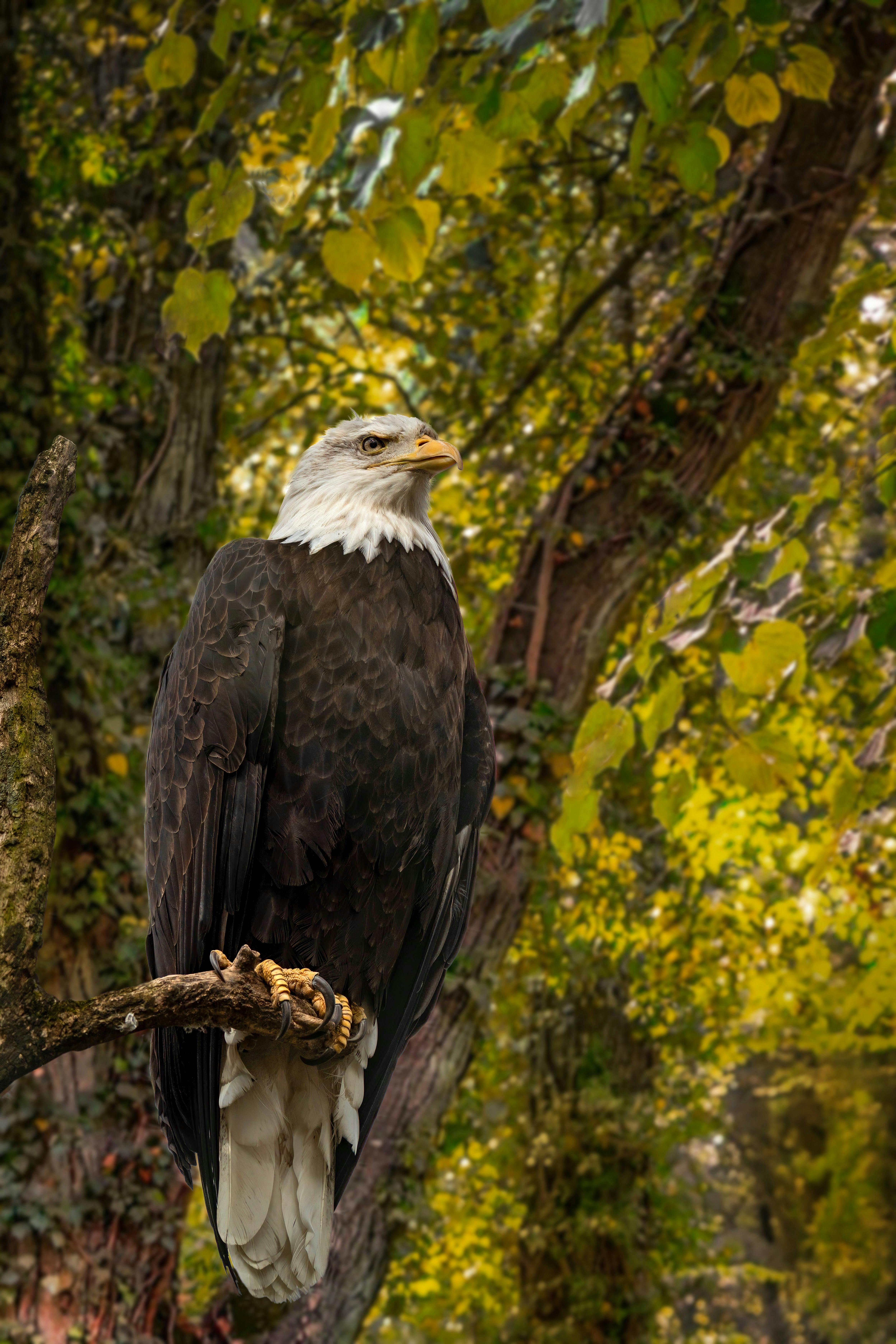 Majestic Bald Eagle in Forest Setting · Free Stock Photo