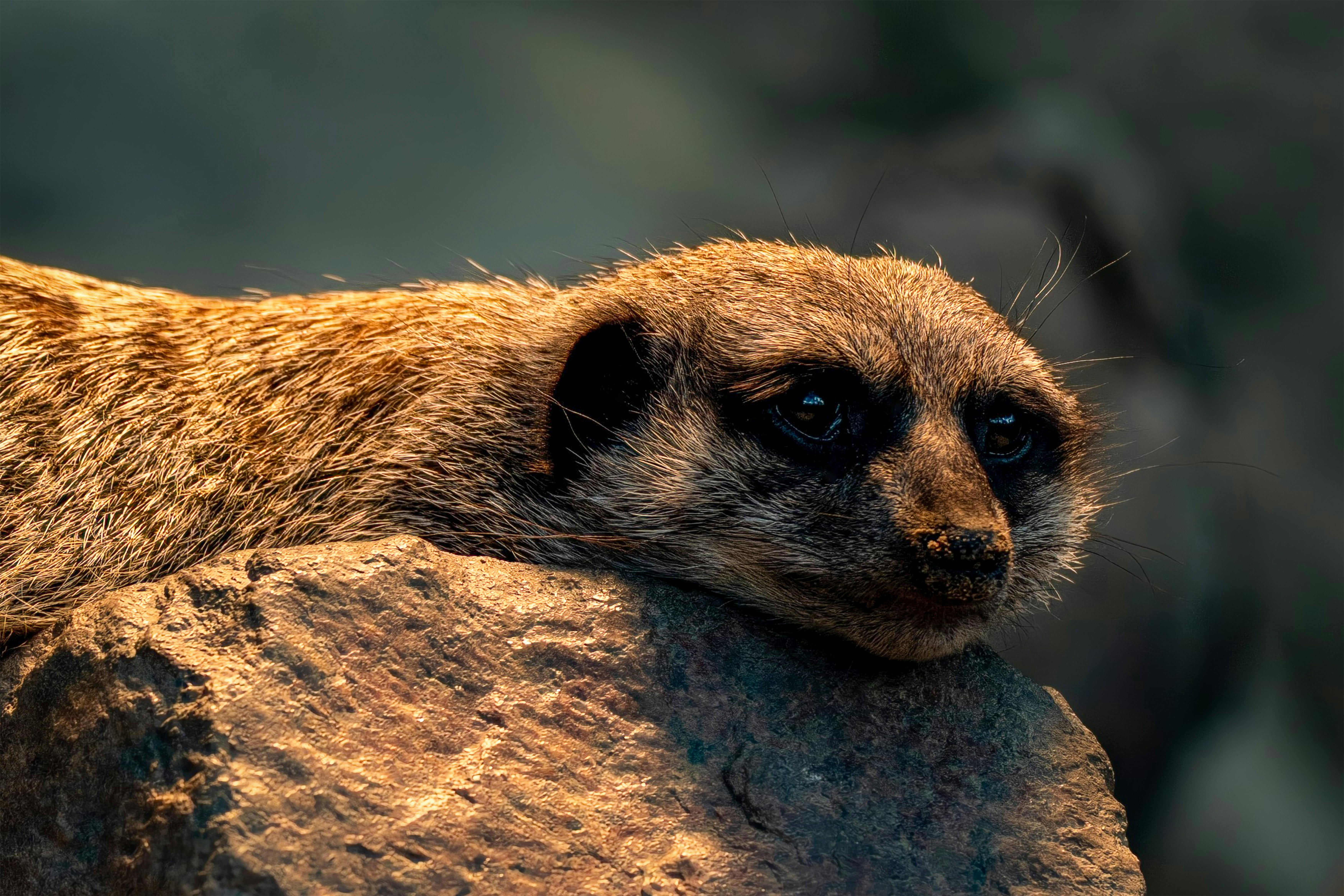 Funny Images With Lessons Photos, Download The BEST Free Funny Images ...