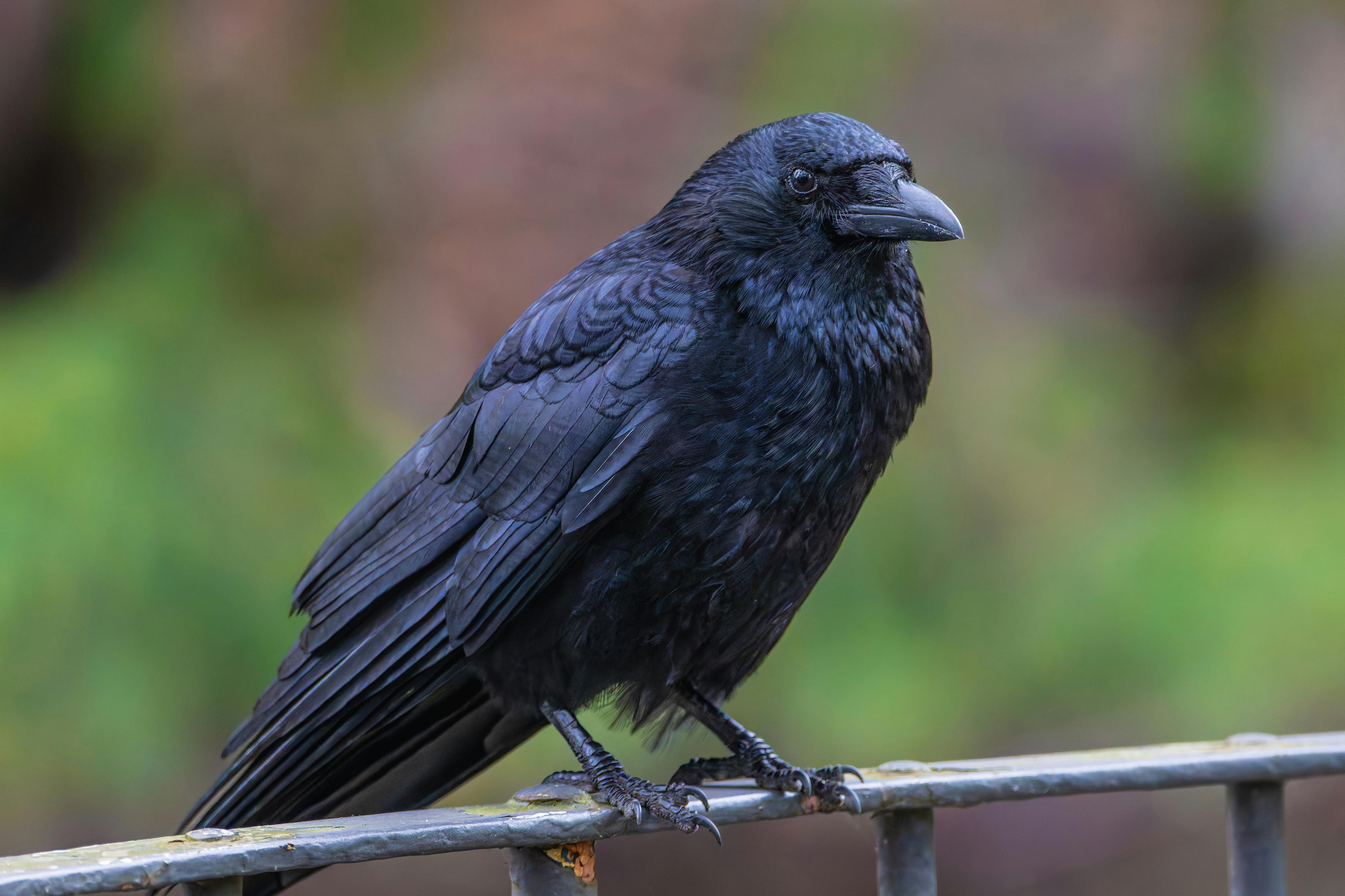 Shallow Focus of Crow · Free Stock Photo