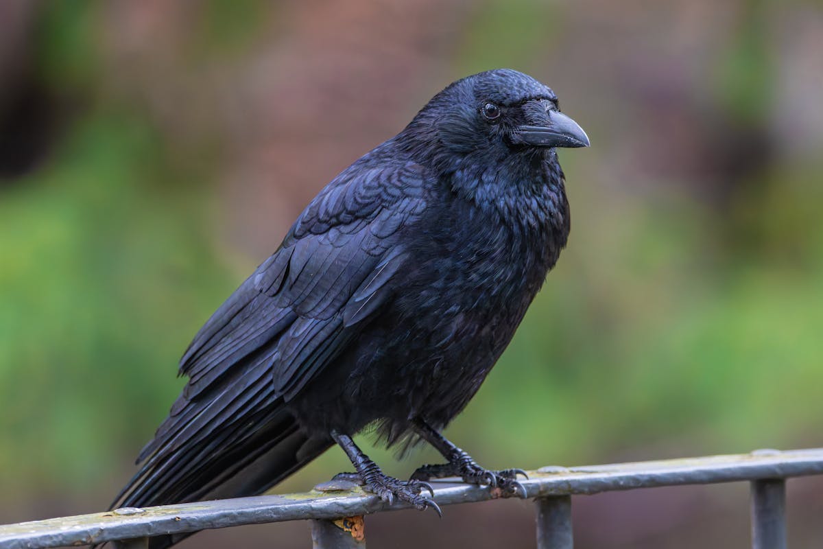 Crows Photos, Download The BEST Free Crows Stock Photos & HD Images