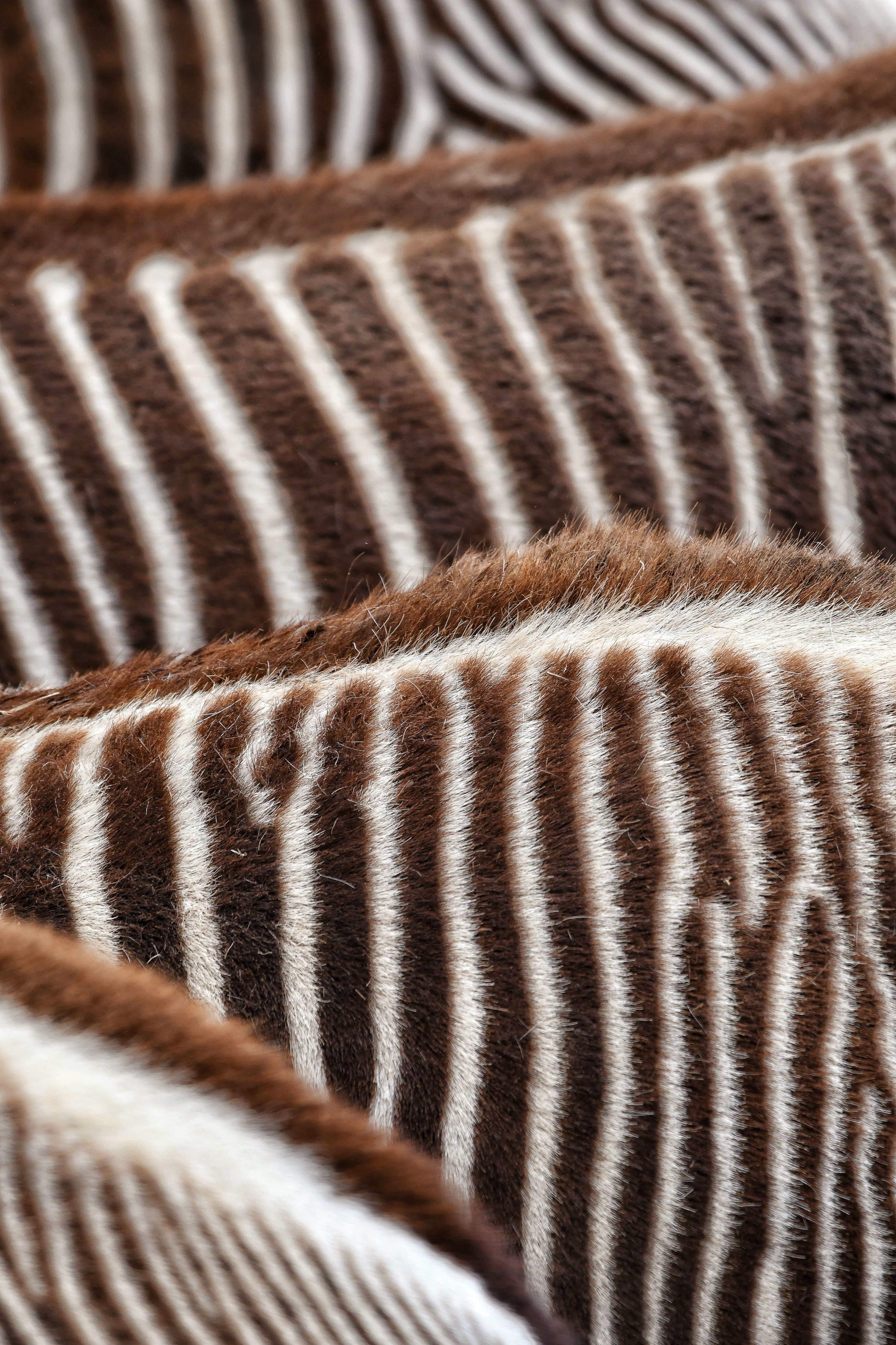 Close-up of Zebra Stripes Displaying Natural Pattern · Free Stock Photo