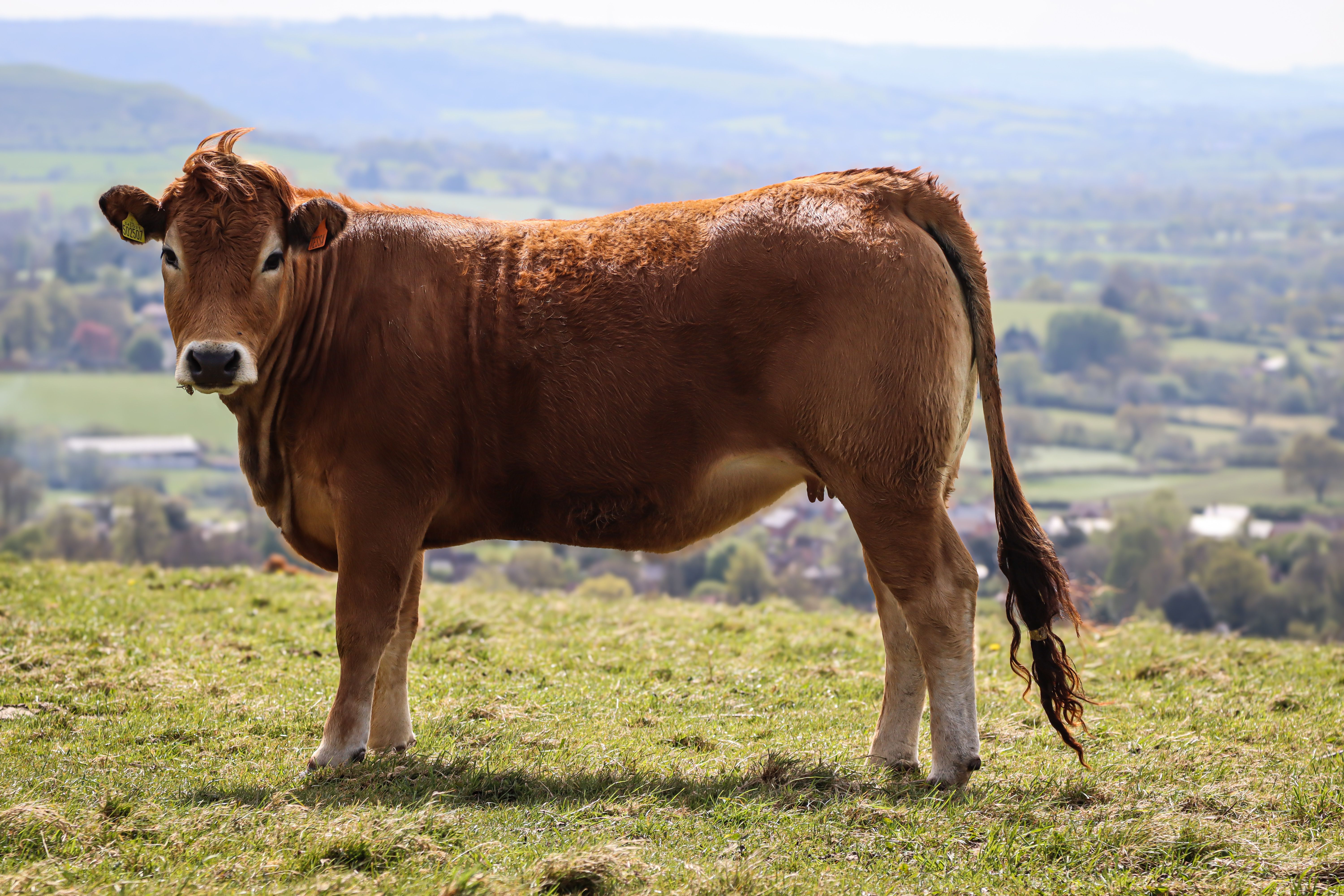 Cow 0083d2 Photos, Download The BEST Free Cow 0083d2 Stock Photos & HD ...