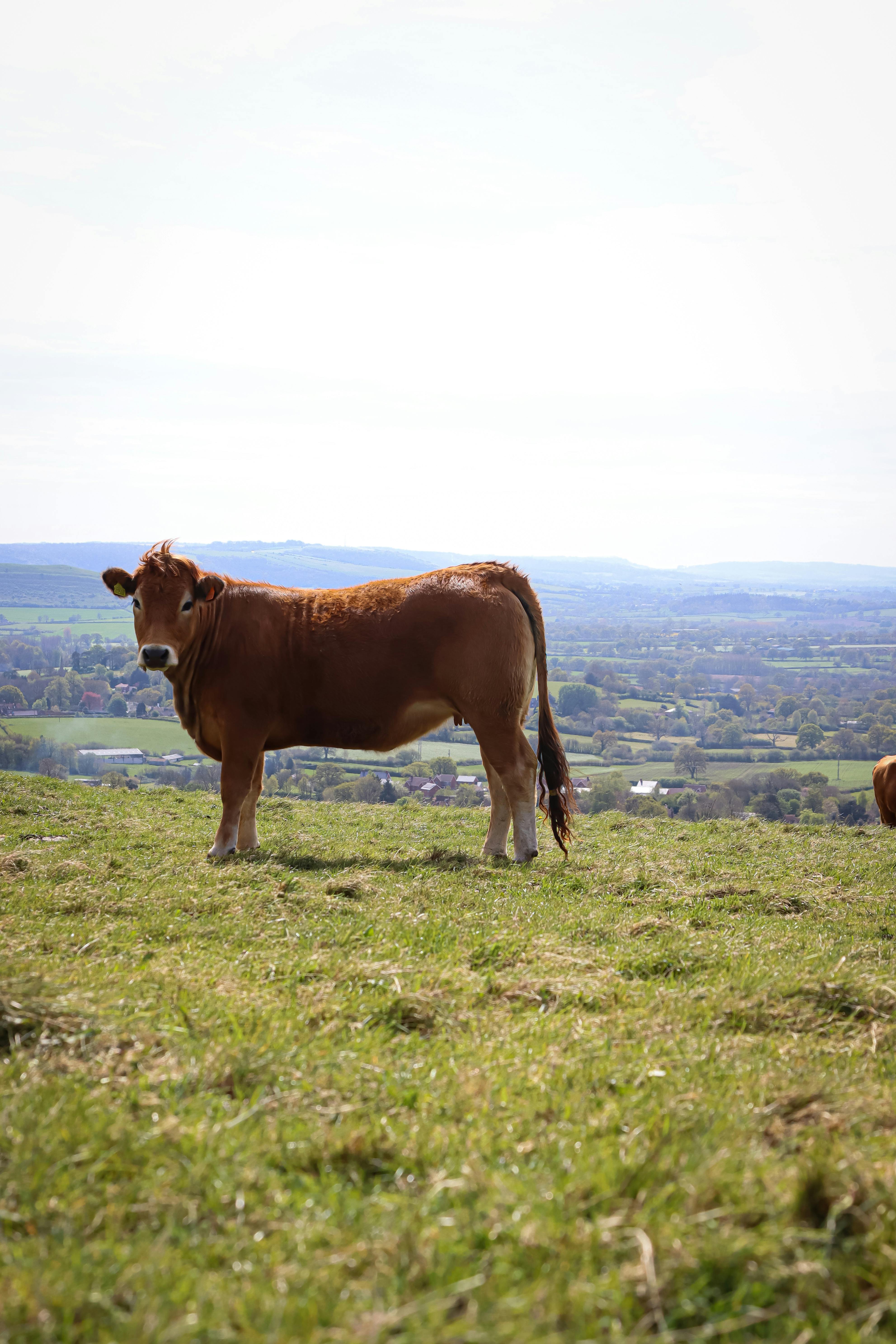 Farm Life Photos, Download The BEST Free Farm Life Stock Photos & HD Images