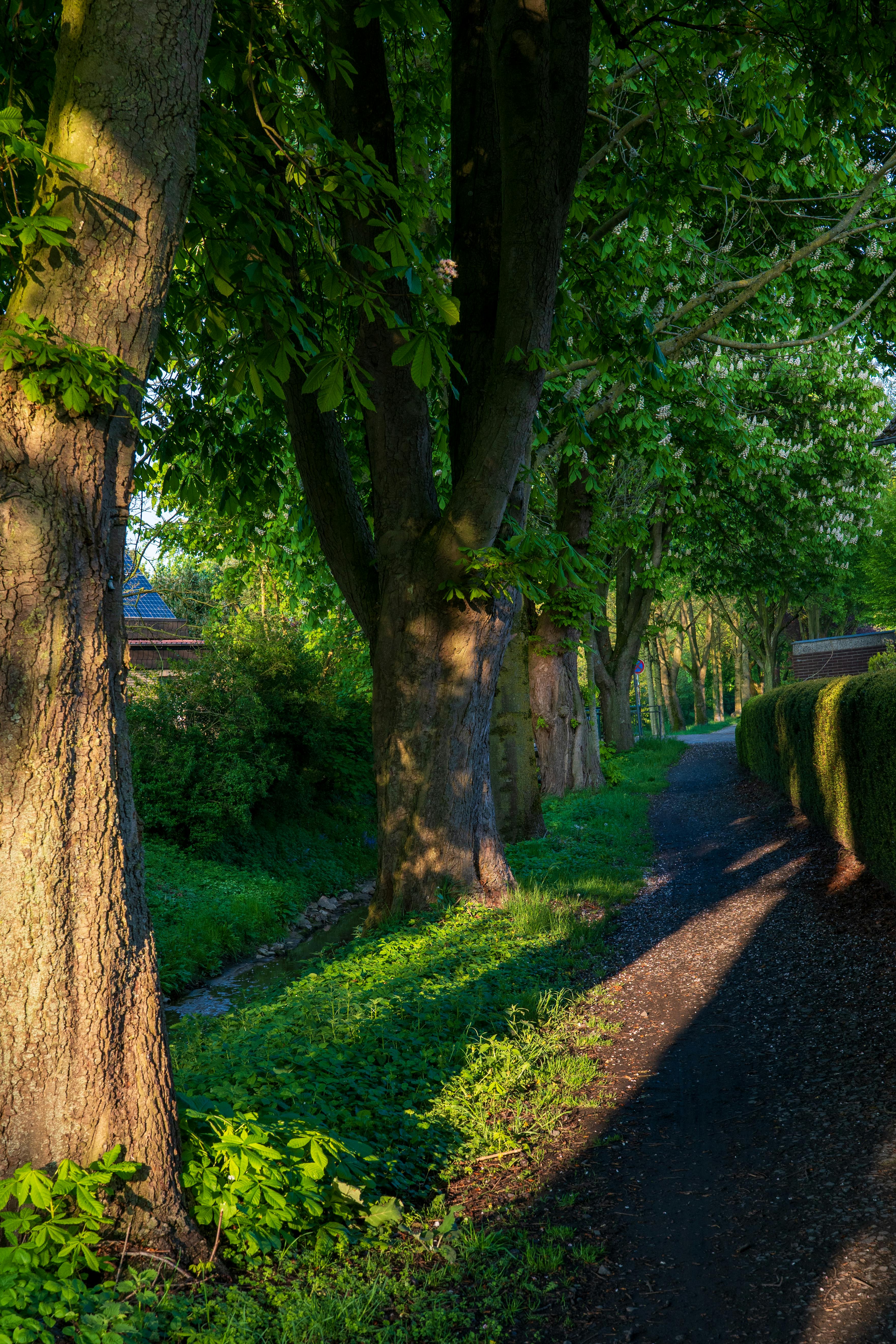 Serene Tree-lined Pathway in Springtime Light · Free Stock Photo