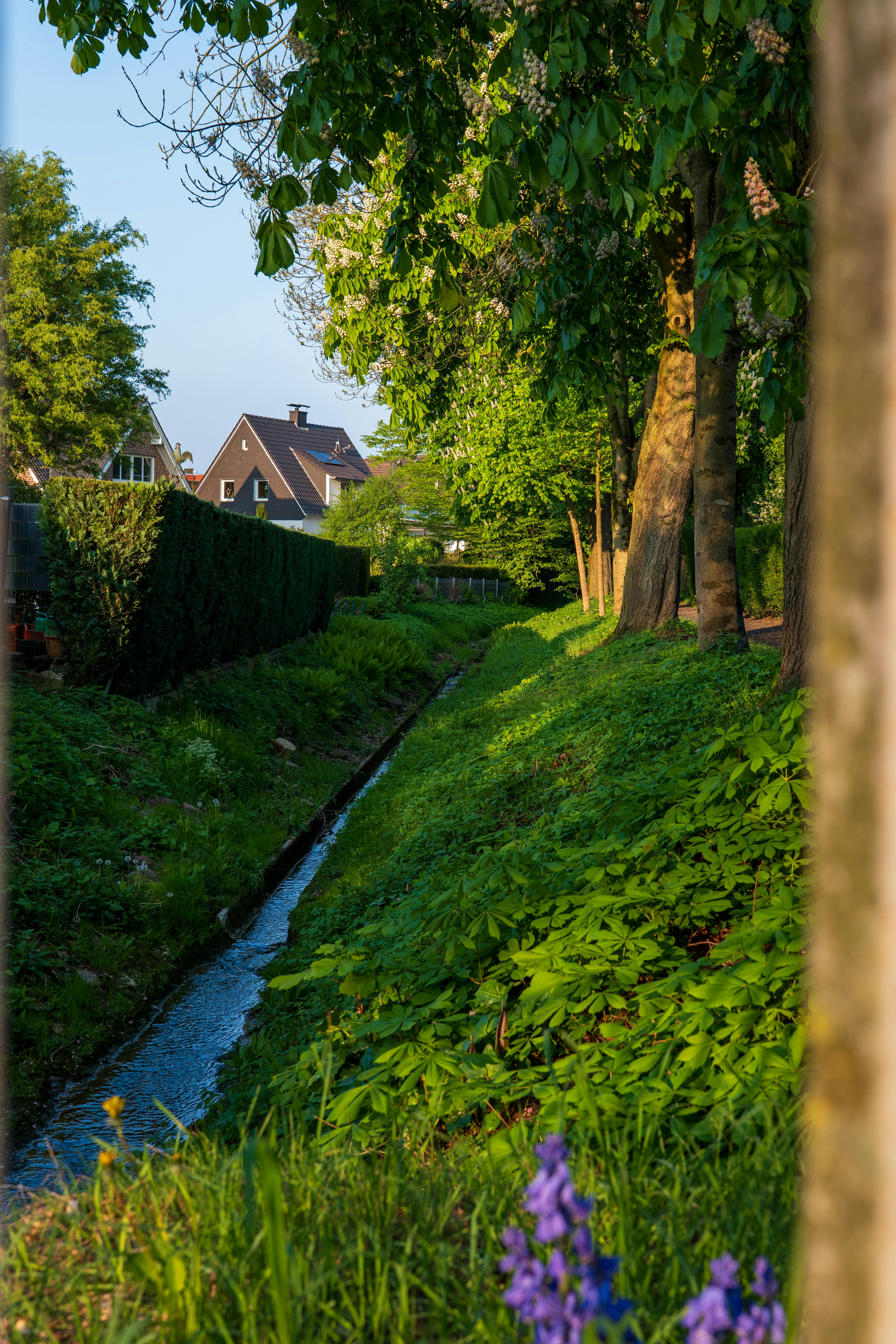 Tranquil Suburban Spring Scene with Stream · Free Stock Photo