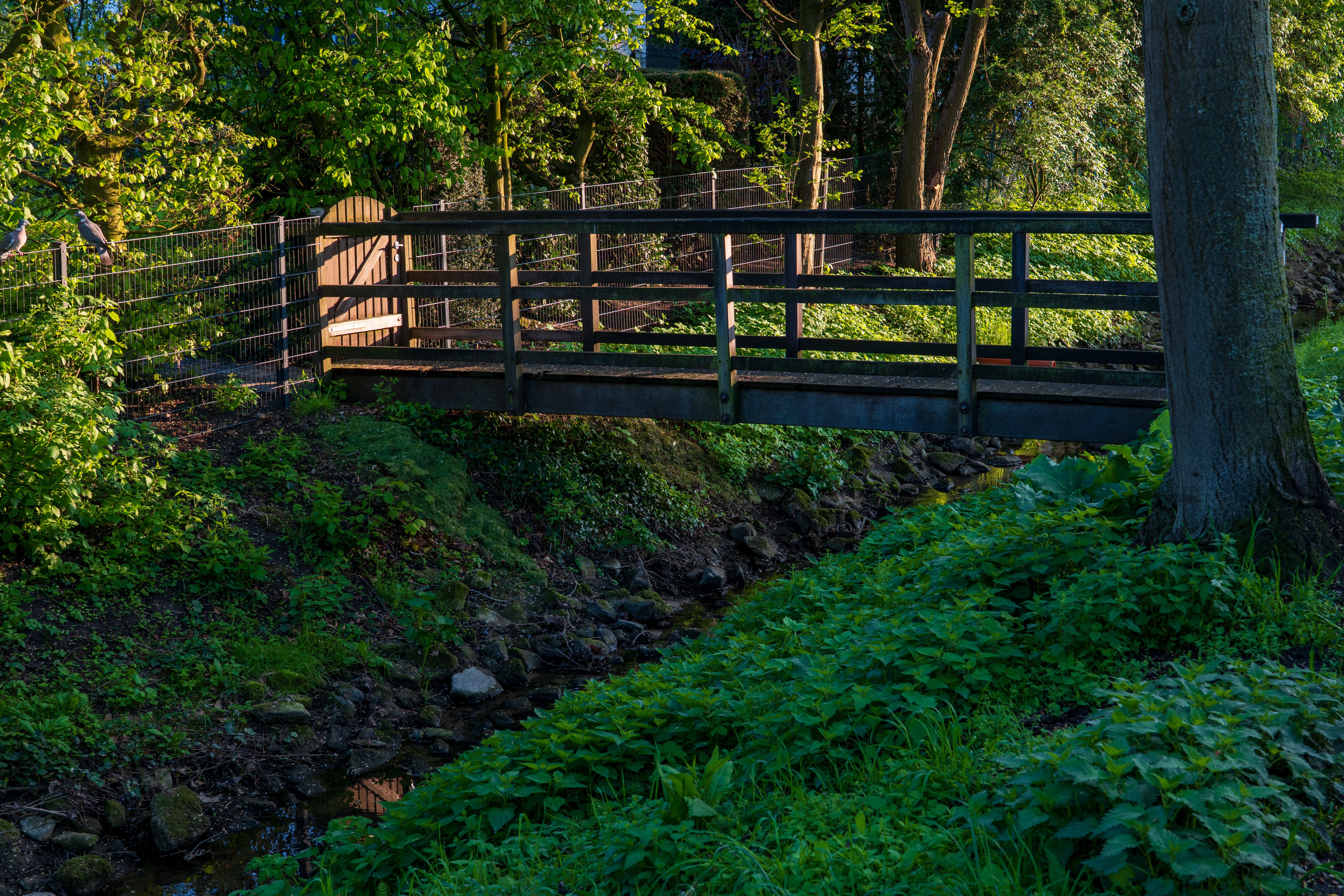 Tranquil Wooden Bridge over a Small Stream · Free Stock Photo