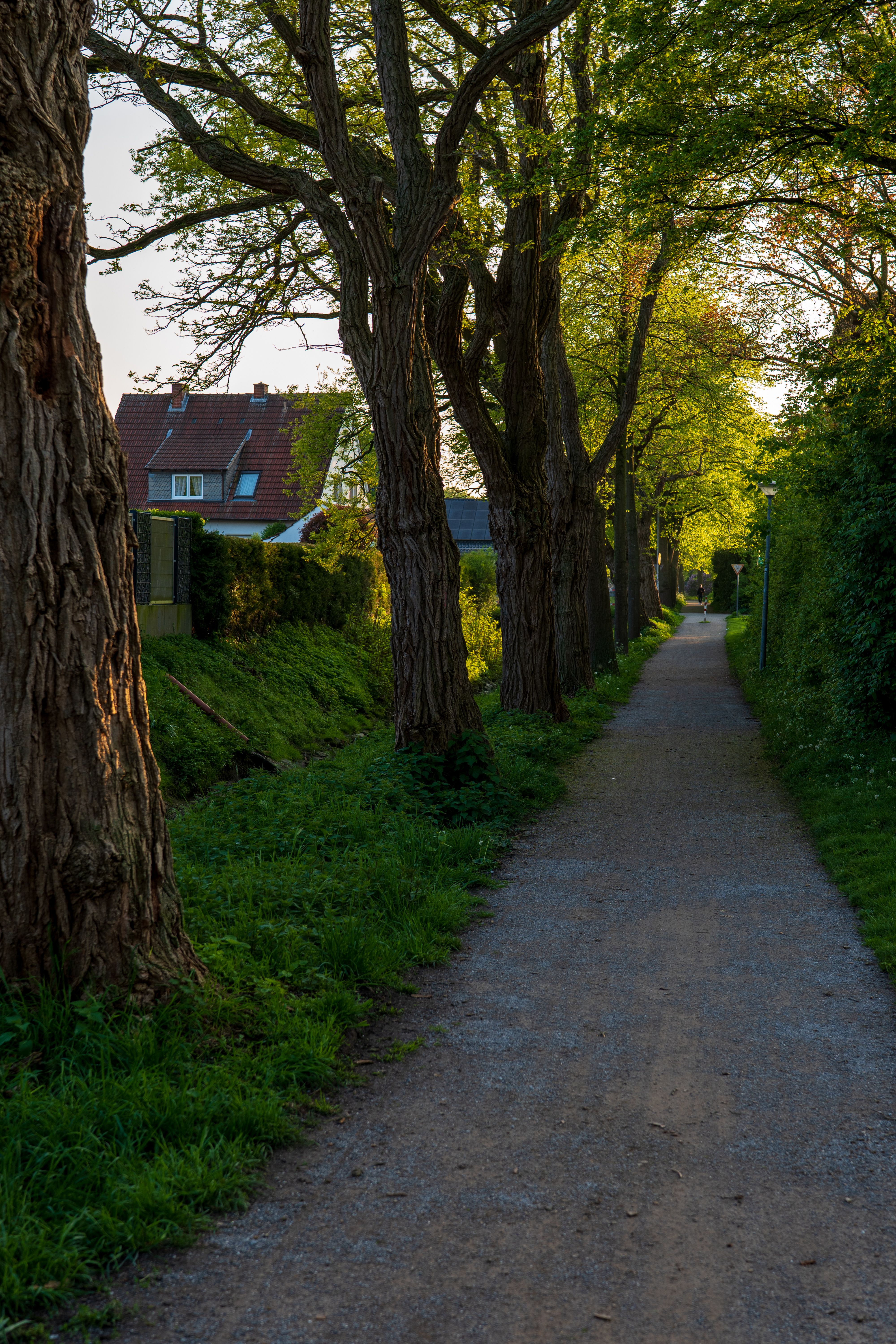 Scenic Pathway Lined with Trees at Golden Hour · Free Stock Photo