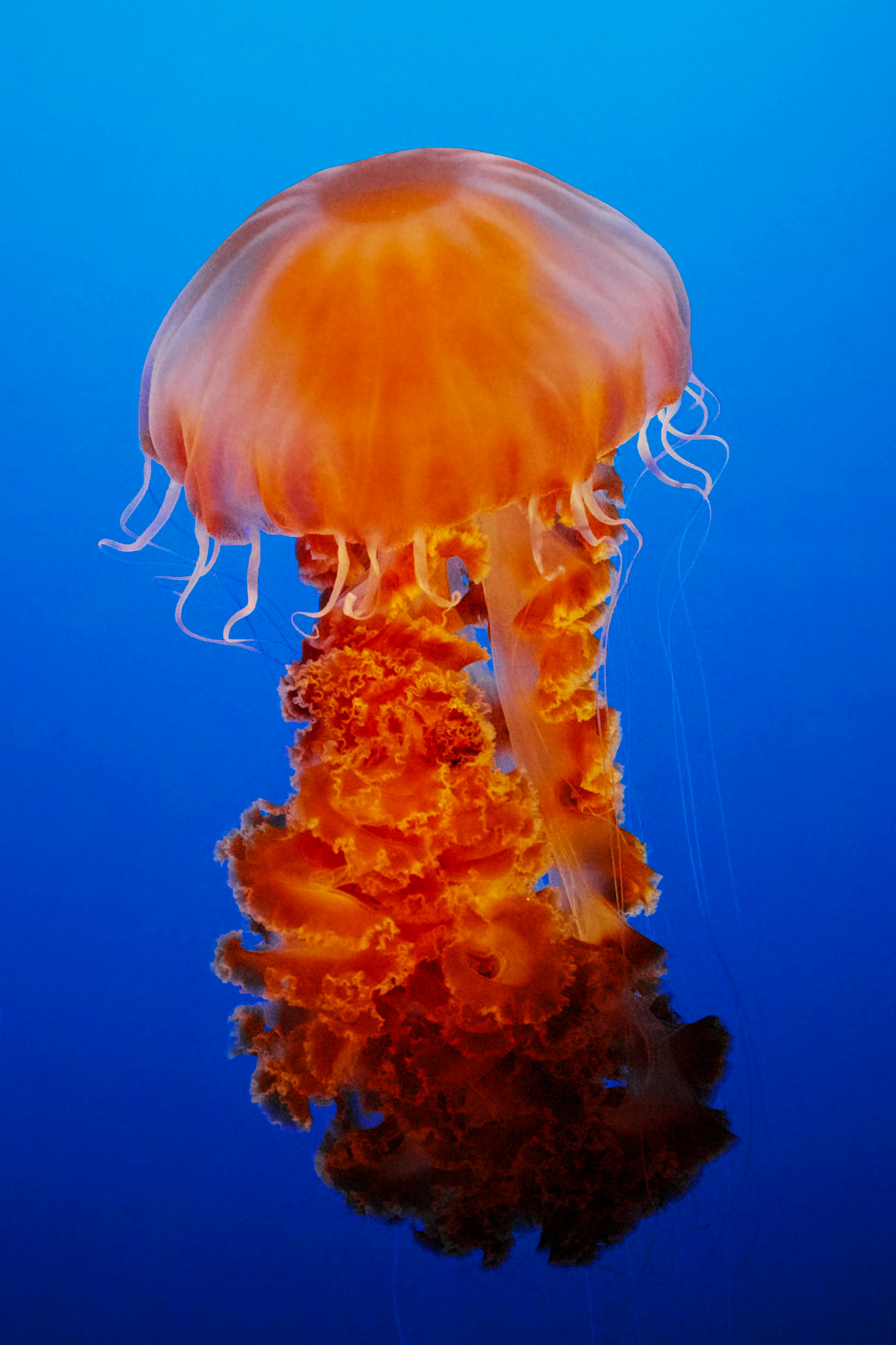 Foto stok gratis tentang @ luar, air, akuarium, akuarium mistis ...