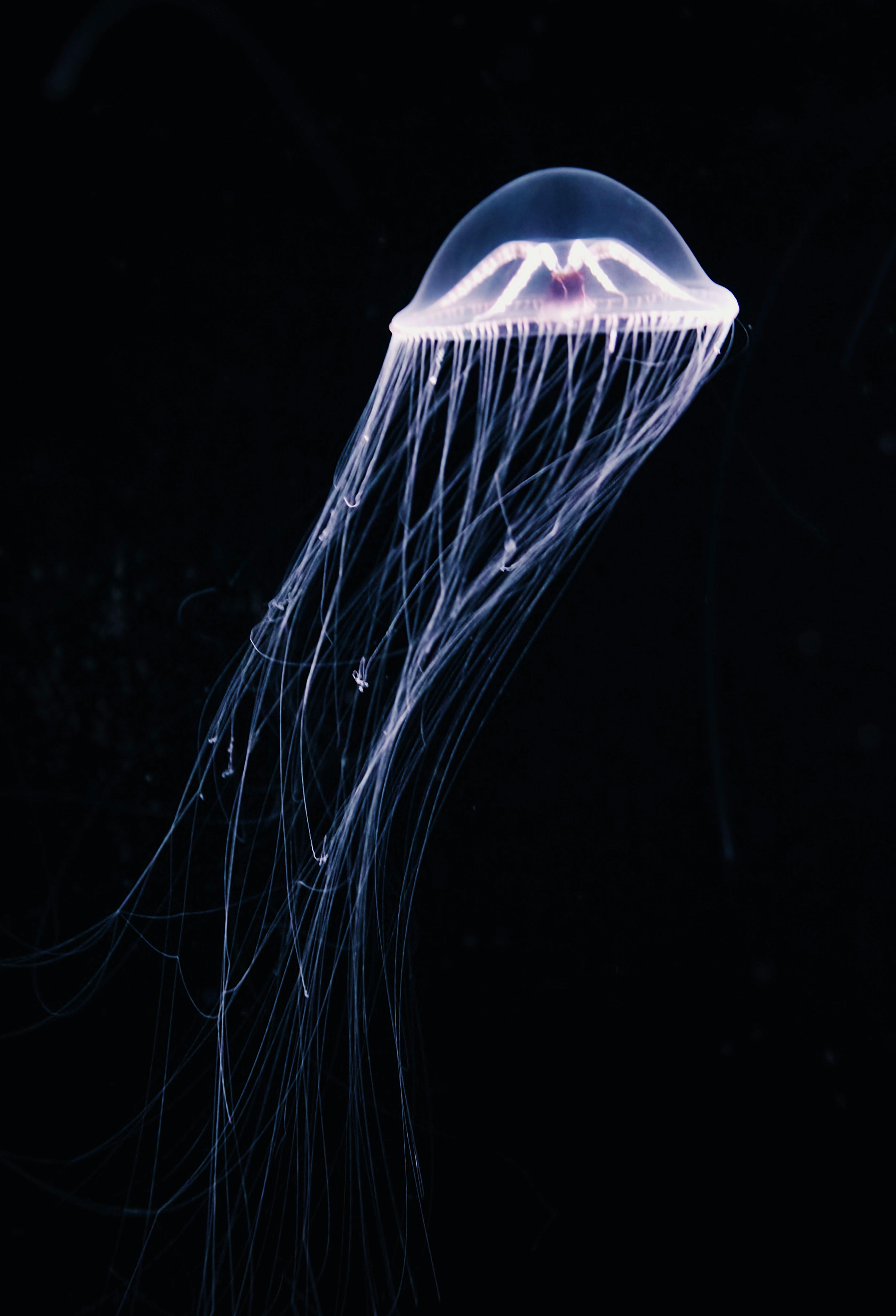 Pixel+Bay Photos, Download The BEST Free Pixel+Bay Stock Photos & HD Images