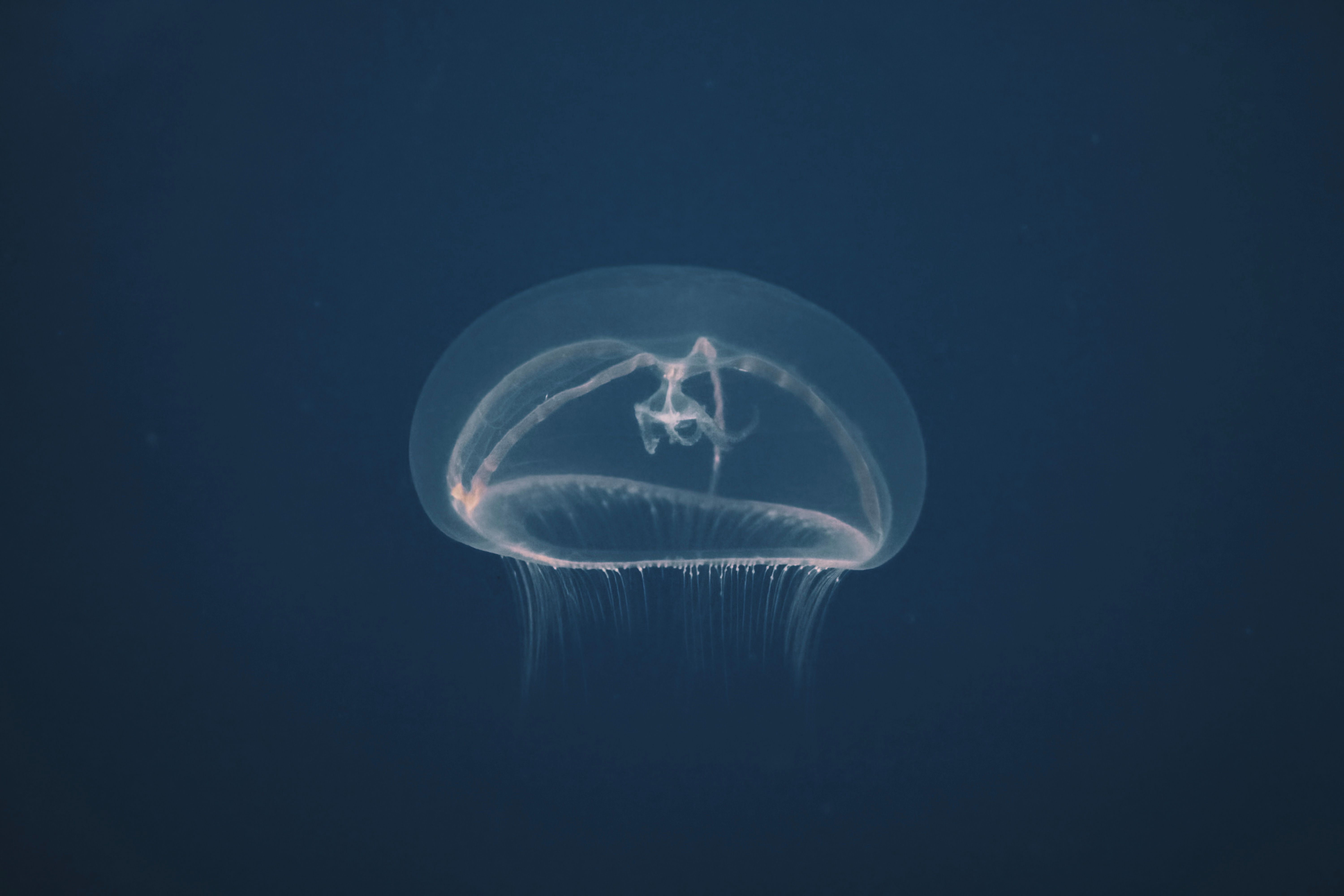Jelly Photos, Download The BEST Free Jelly Stock Photos & HD Images