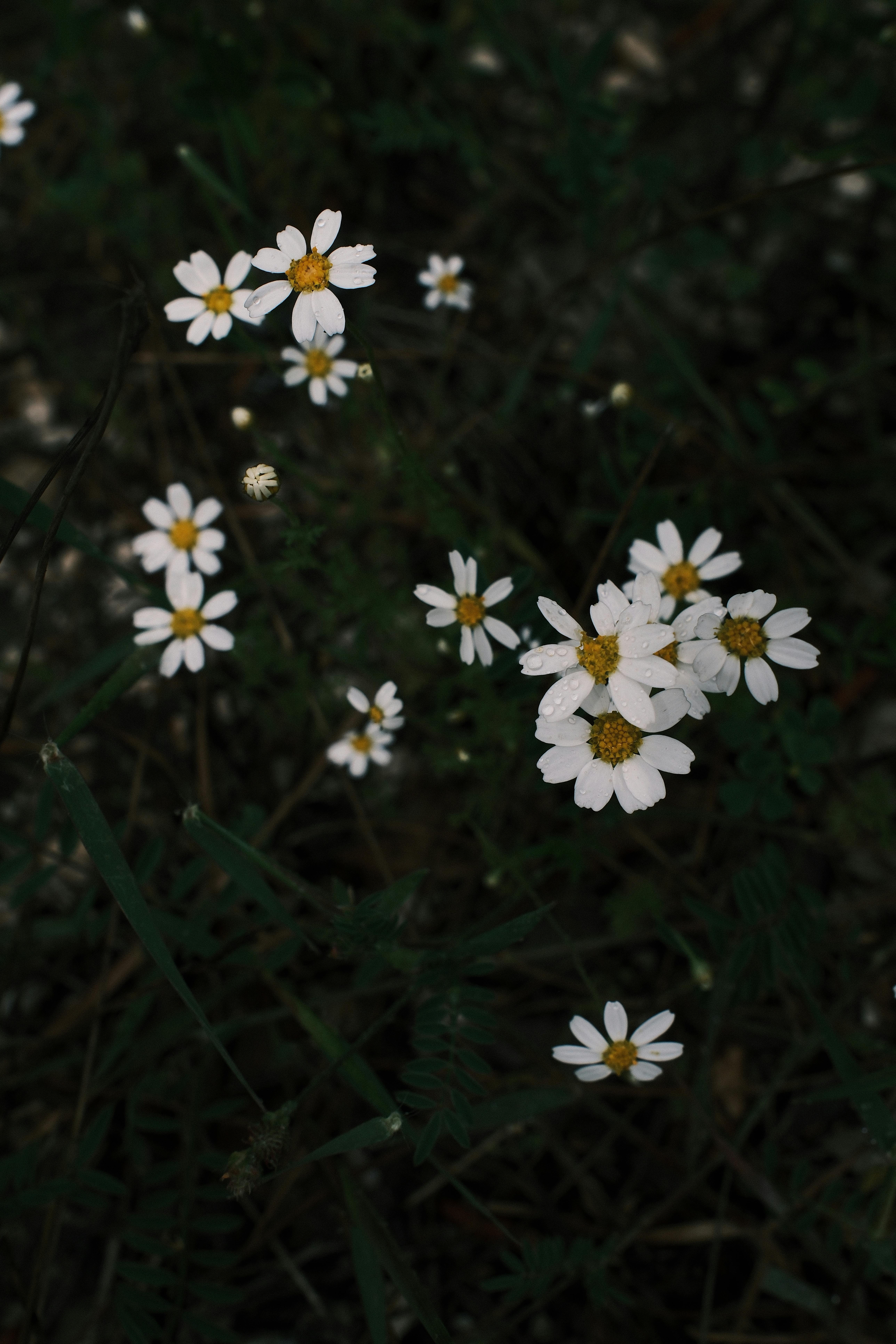 Floral Anki Background Photos, Download The BEST Free Floral Anki ...