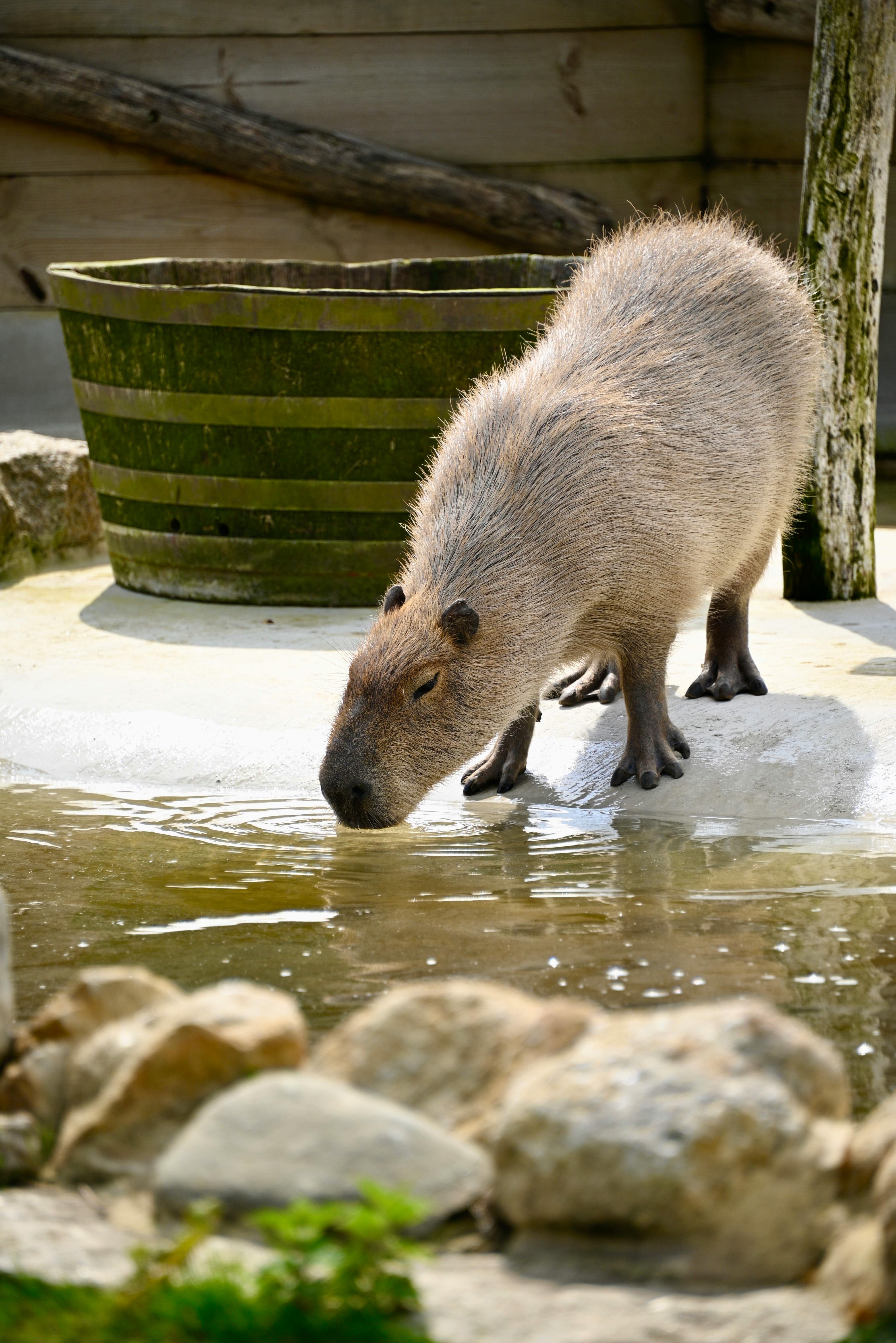 Capybara Drinking Photos, Download The BEST Free Capybara Drinking ...