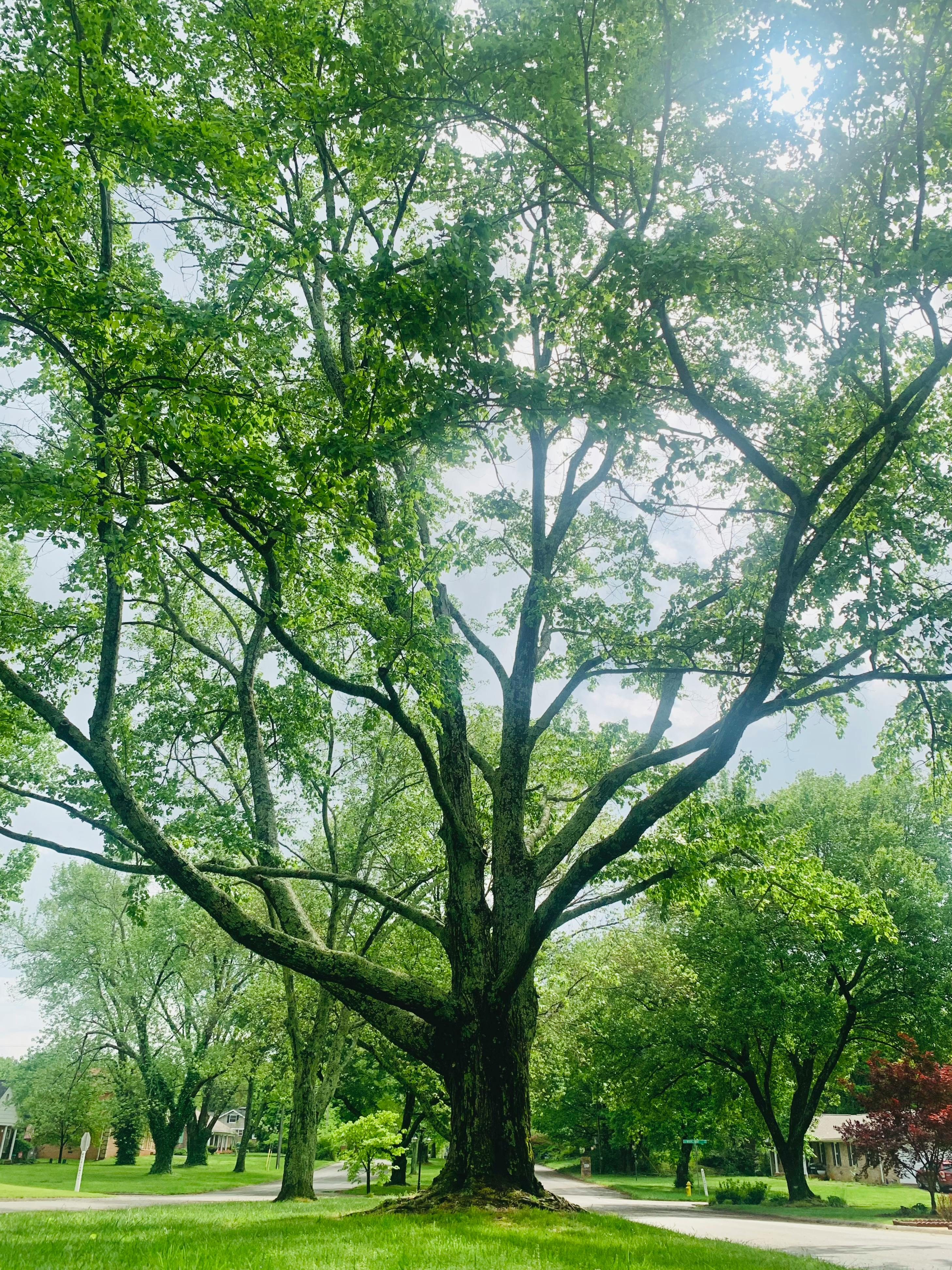 Oak Tree Graphics Photos, Download The BEST Free Oak Tree Graphics ...