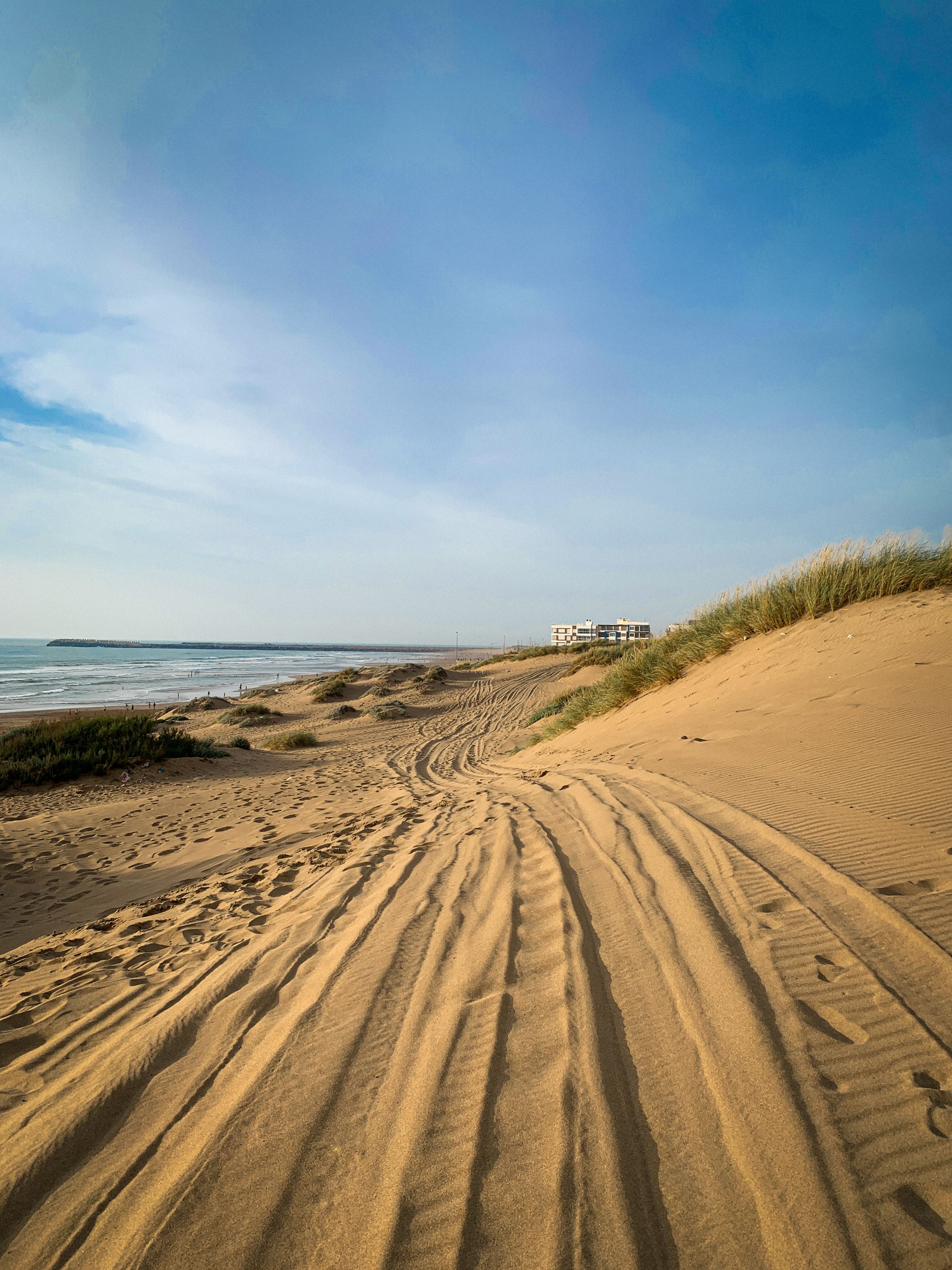 Green Grass on the Beach · Free Stock Photo
