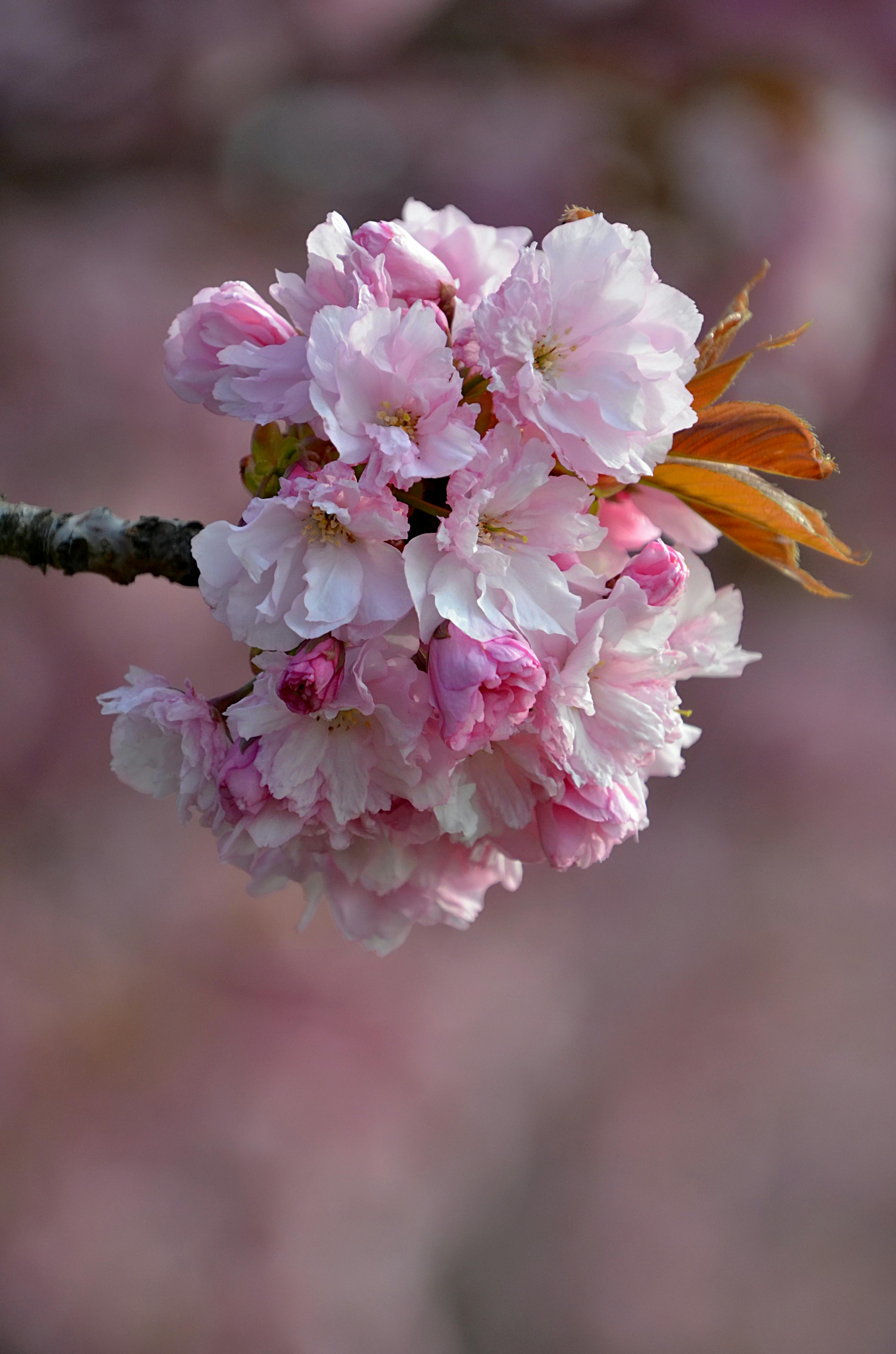 Pink Petal Flower in Closed Photography · Free Stock Photo