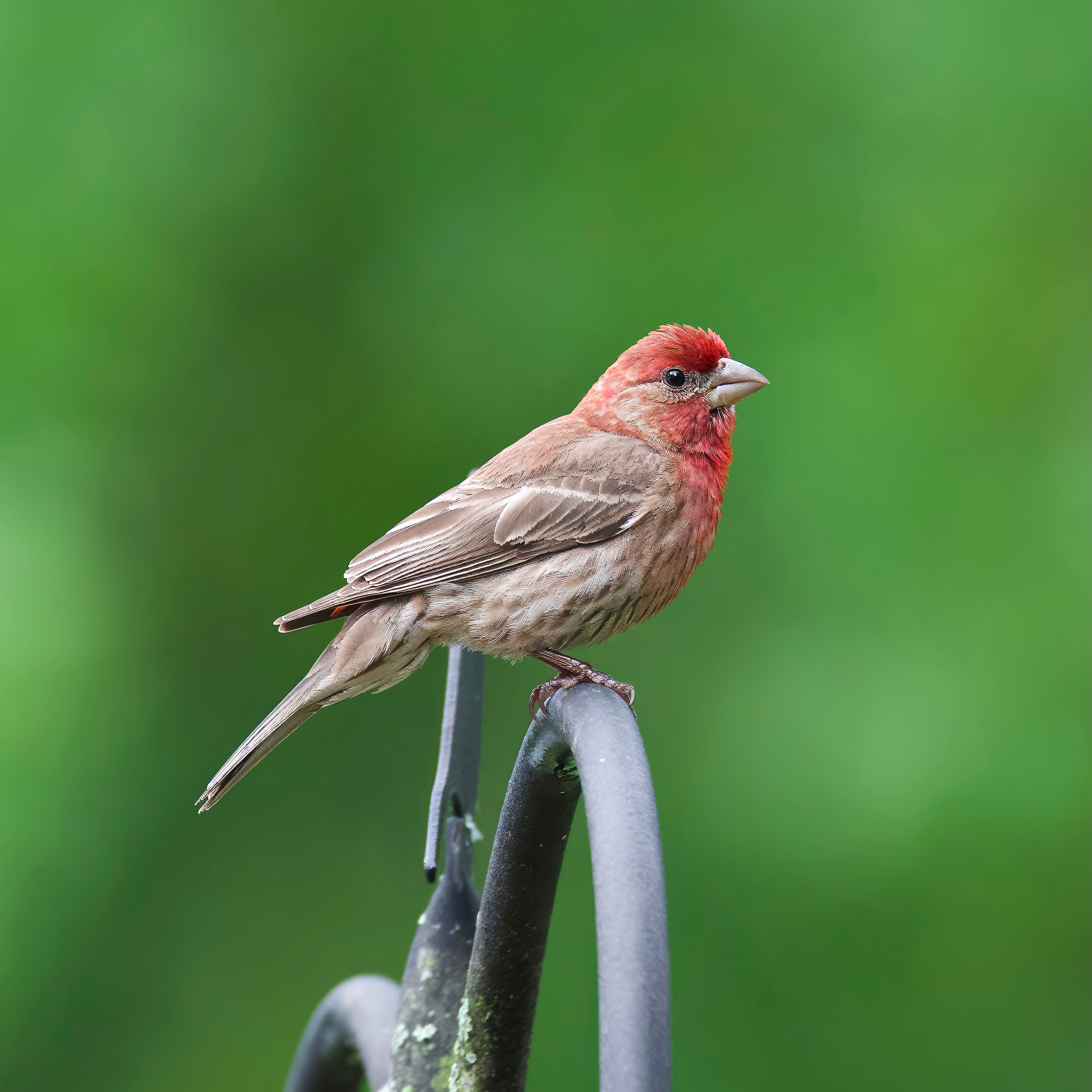 Vibrant Male House Finch Perched on Metal Rail · Free Stock Photo