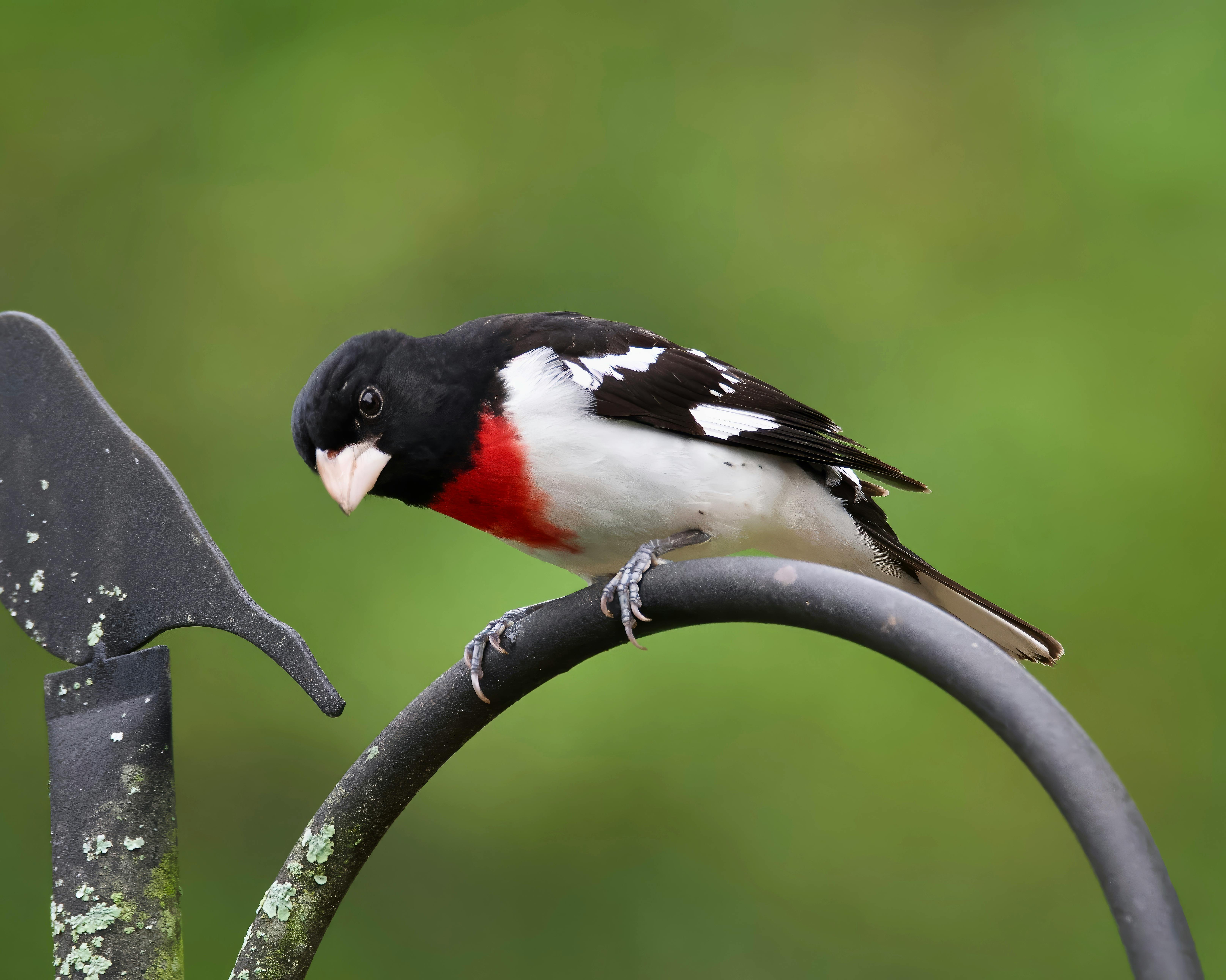 Bird Feeder No Bird Photos, Download The BEST Free Bird Feeder No Bird ...