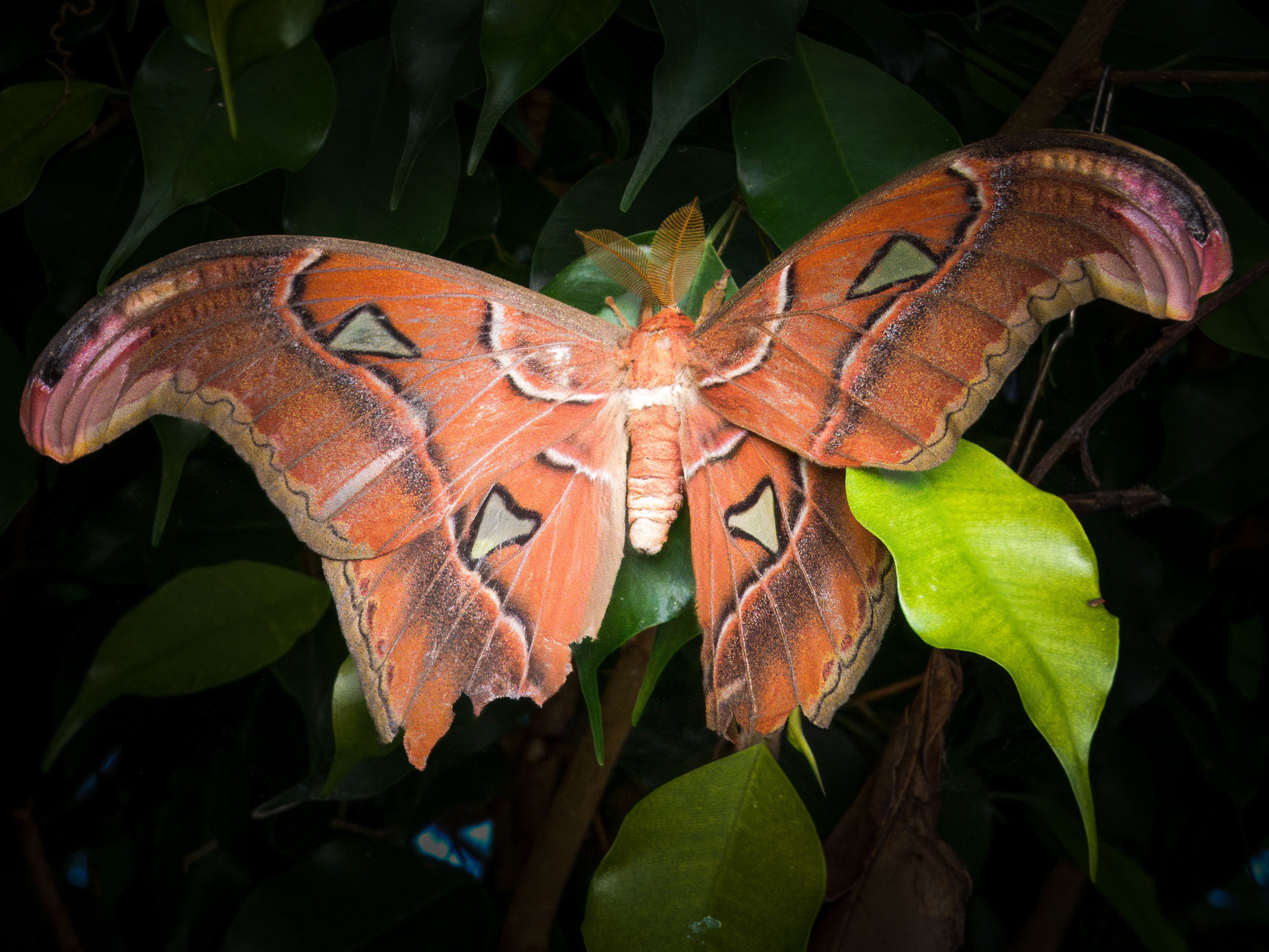 Colorful Atlas Moth on Lush Green Leaves · Free Stock Photo
